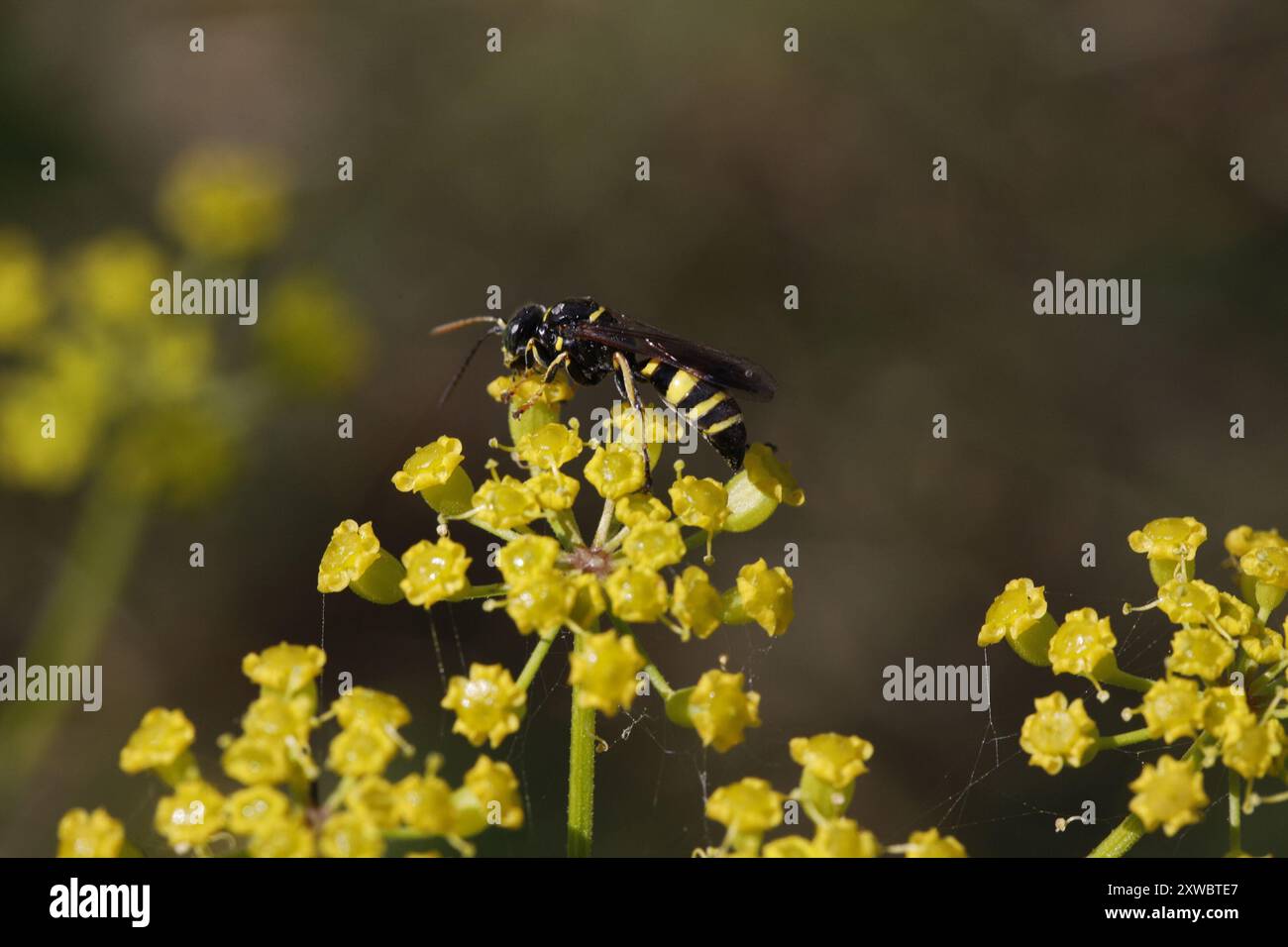Broad-banded Hopper Wasp (Gorytes laticinctus) Insecta Stock Photo - Alamy