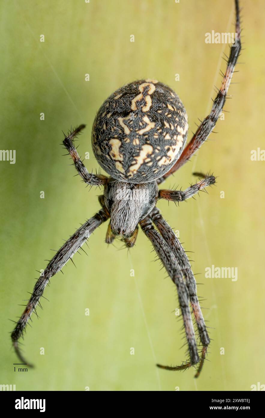 Western Spotted Orbweaver (Neoscona oaxacensis) Arachnida Stock Photo - Alamy