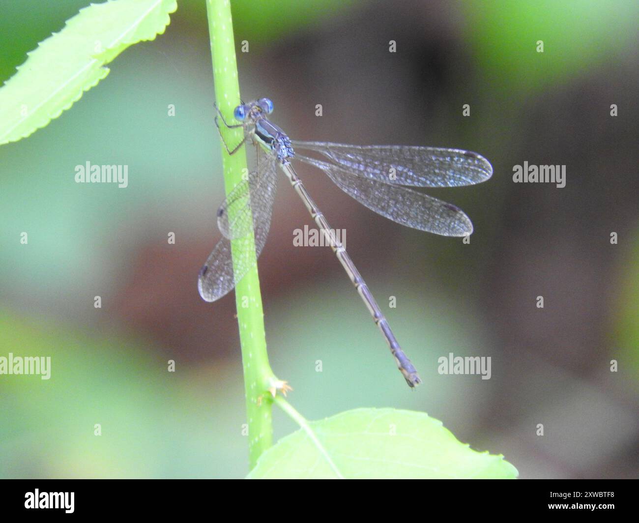 Slender Spreadwing (Lestes rectangularis) Insecta Stock Photo - Alamy
