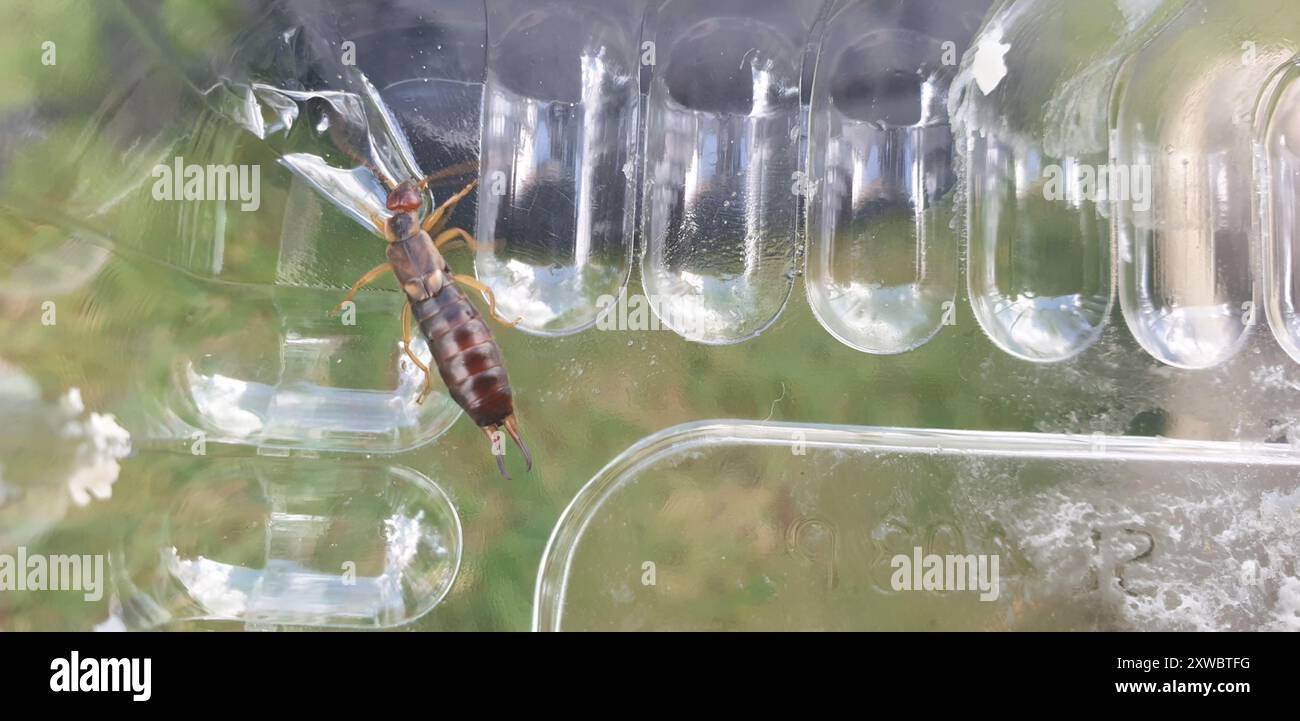 European Earwig Complex (Forficula auricularia) Insecta Stock Photo - Alamy