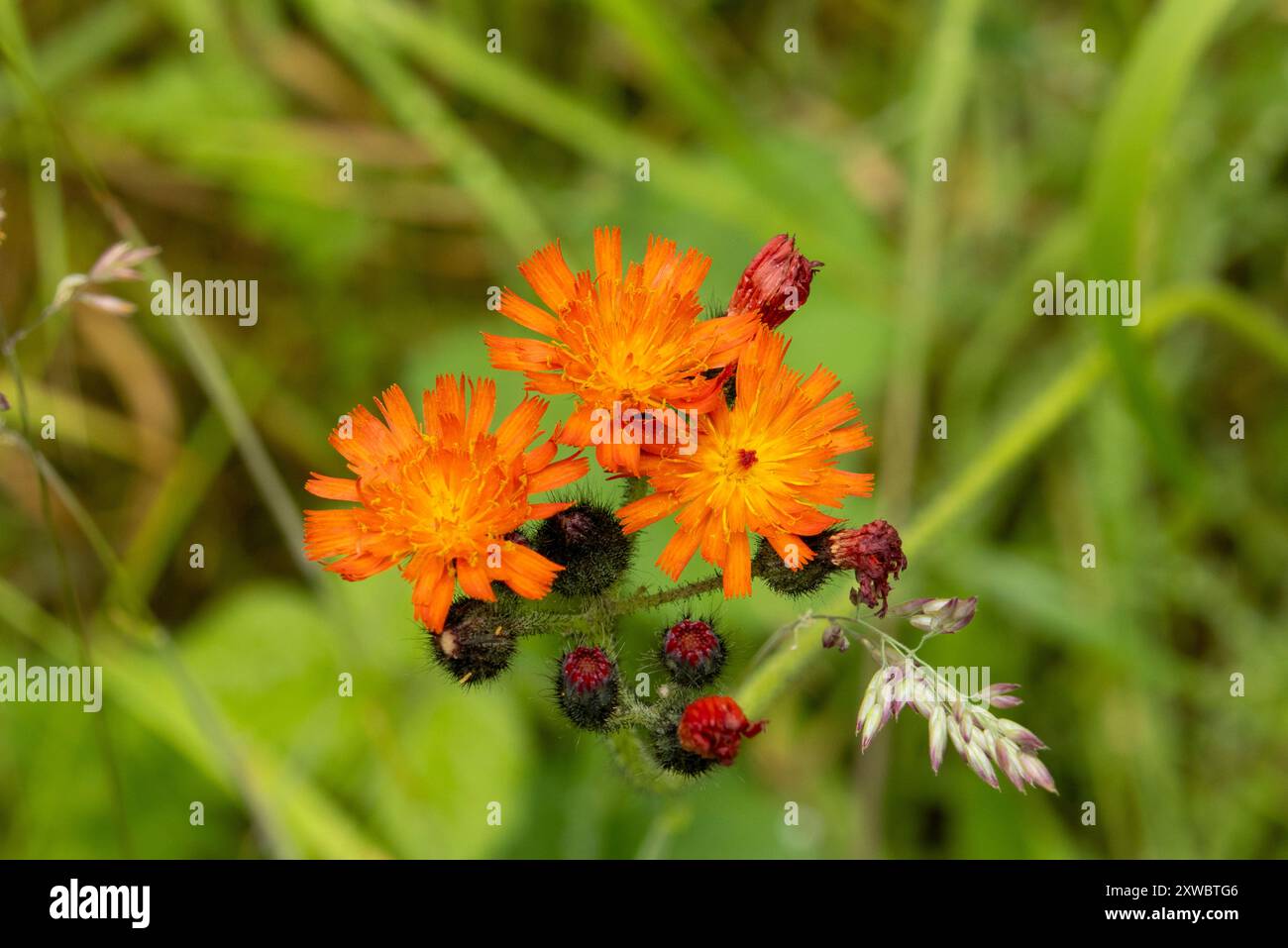 Fox and cubs flowers Stock Photo - Alamy