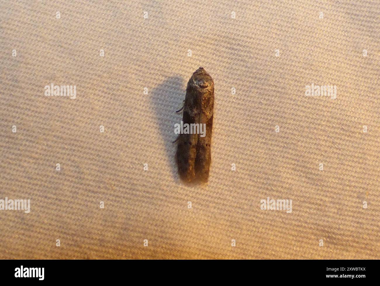 Blastobasis glandulella hi-res stock photography and images - Alamy