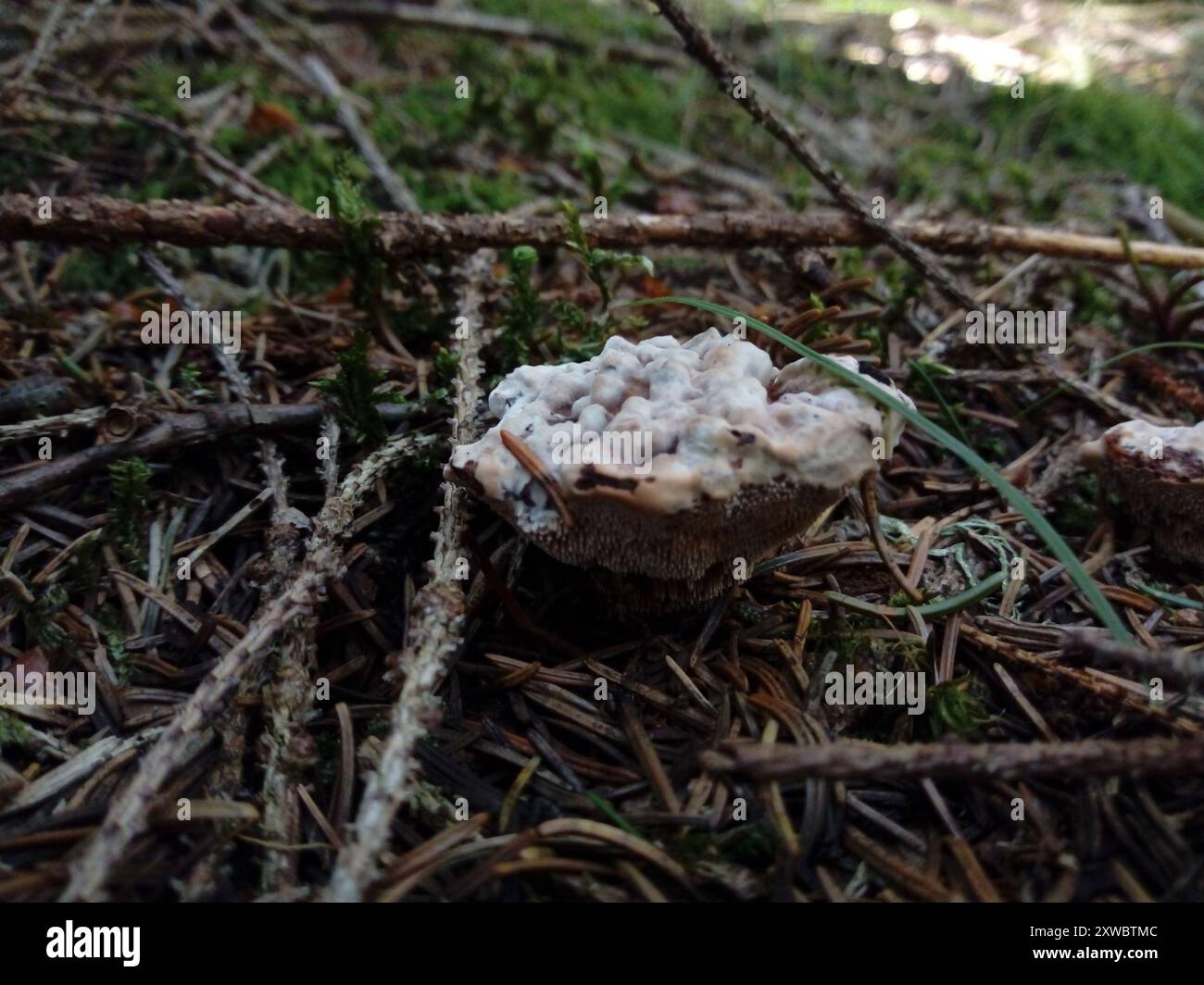 Red-juice Tooth (Hydnellum peckii) Fungi Stock Photo - Alamy