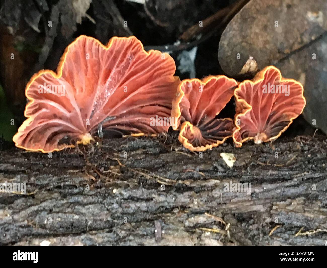 Orange Fan (Anthracophyllum archeri) Fungi Stock Photo - Alamy