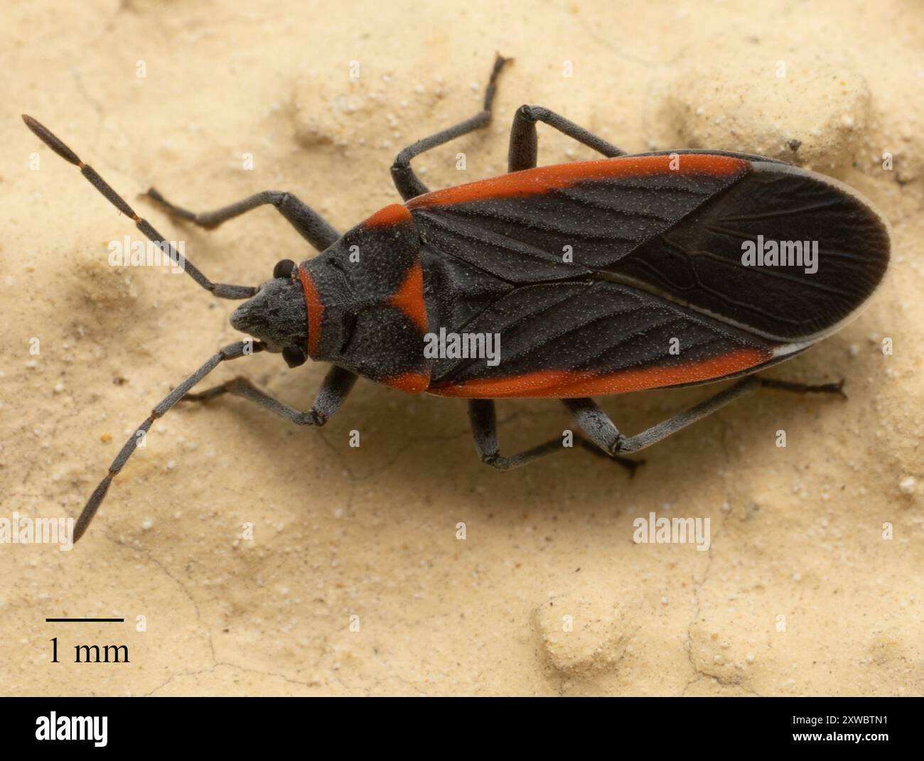 Charcoal Seed Bug (Melacoryphus lateralis) Insecta Stock Photo - Alamy
