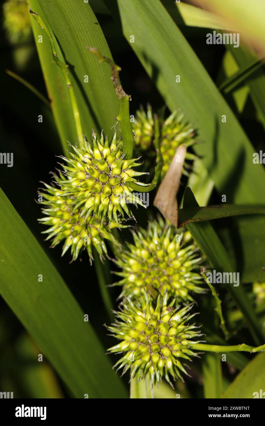 Branched Bur-reed (Sparganium erectum) Plantae Stock Photo - Alamy