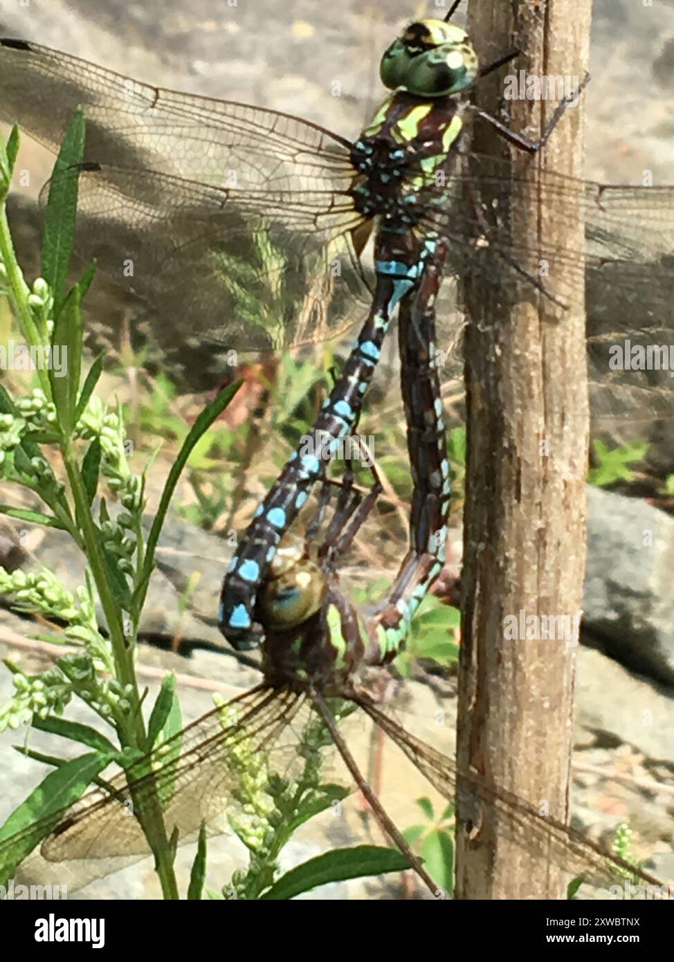 Hawkers and Typical Darners (Aeshna) Insecta Stock Photo - Alamy