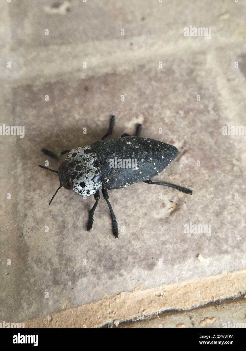 Flat-headed Root-borer (Capnodis tenebrionis) Insecta Stock Photo - Alamy