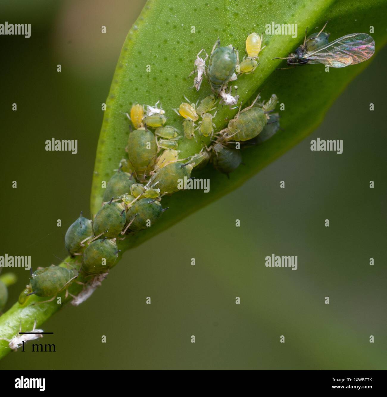 Melon aphid hi-res stock photography and images - Alamy