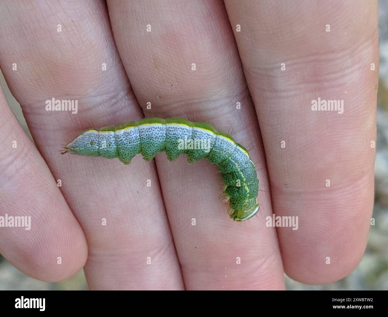 Variable Oakleaf Caterpillar Moth (Lochmaeus manteo) Insecta Stock ...