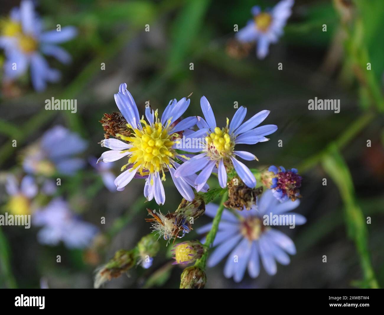 smooth blue aster (Symphyotrichum laeve) Plantae Stock Photo - Alamy