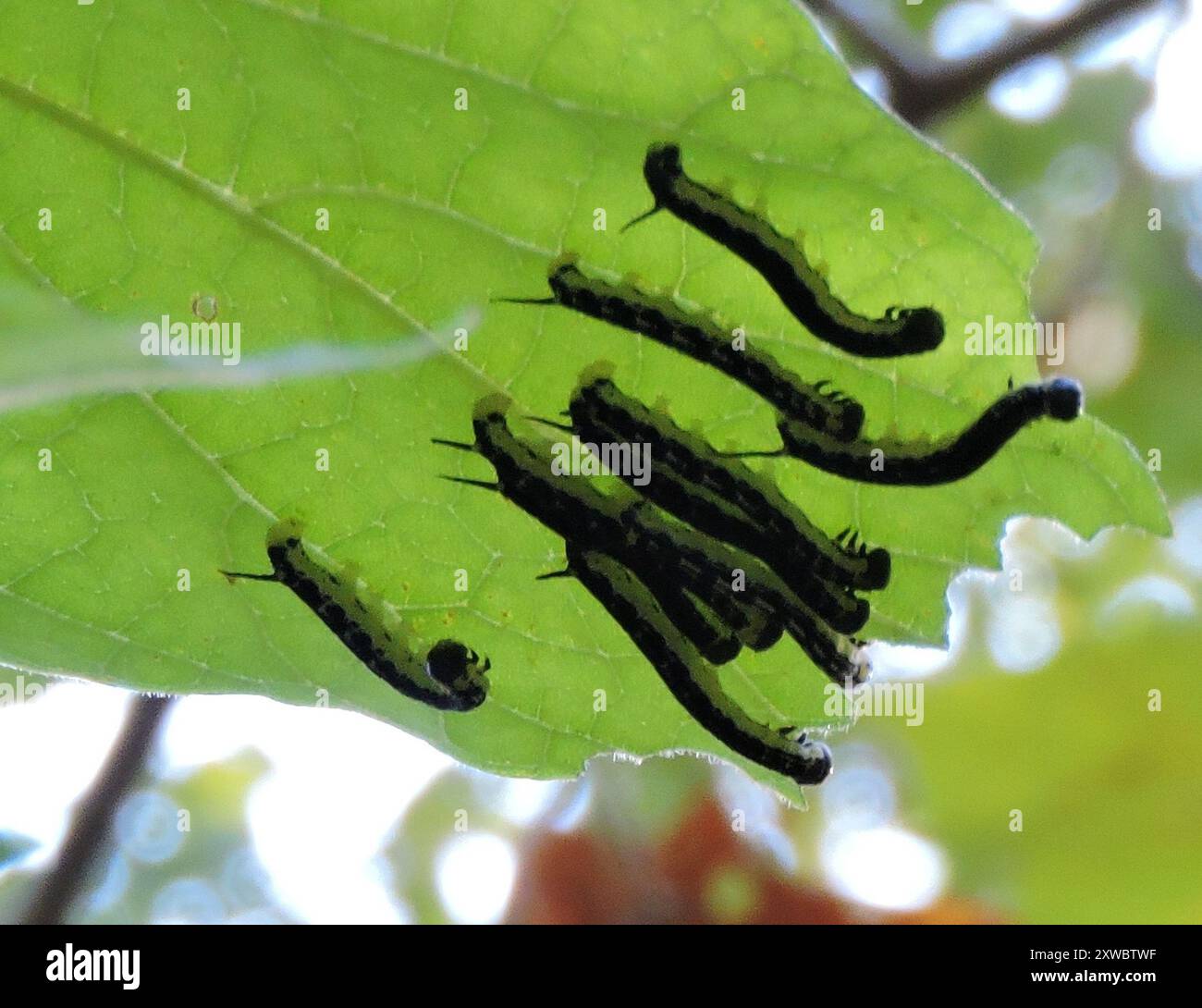 Catalpa Sphinx (Ceratomia catalpae) Insecta Stock Photo - Alamy