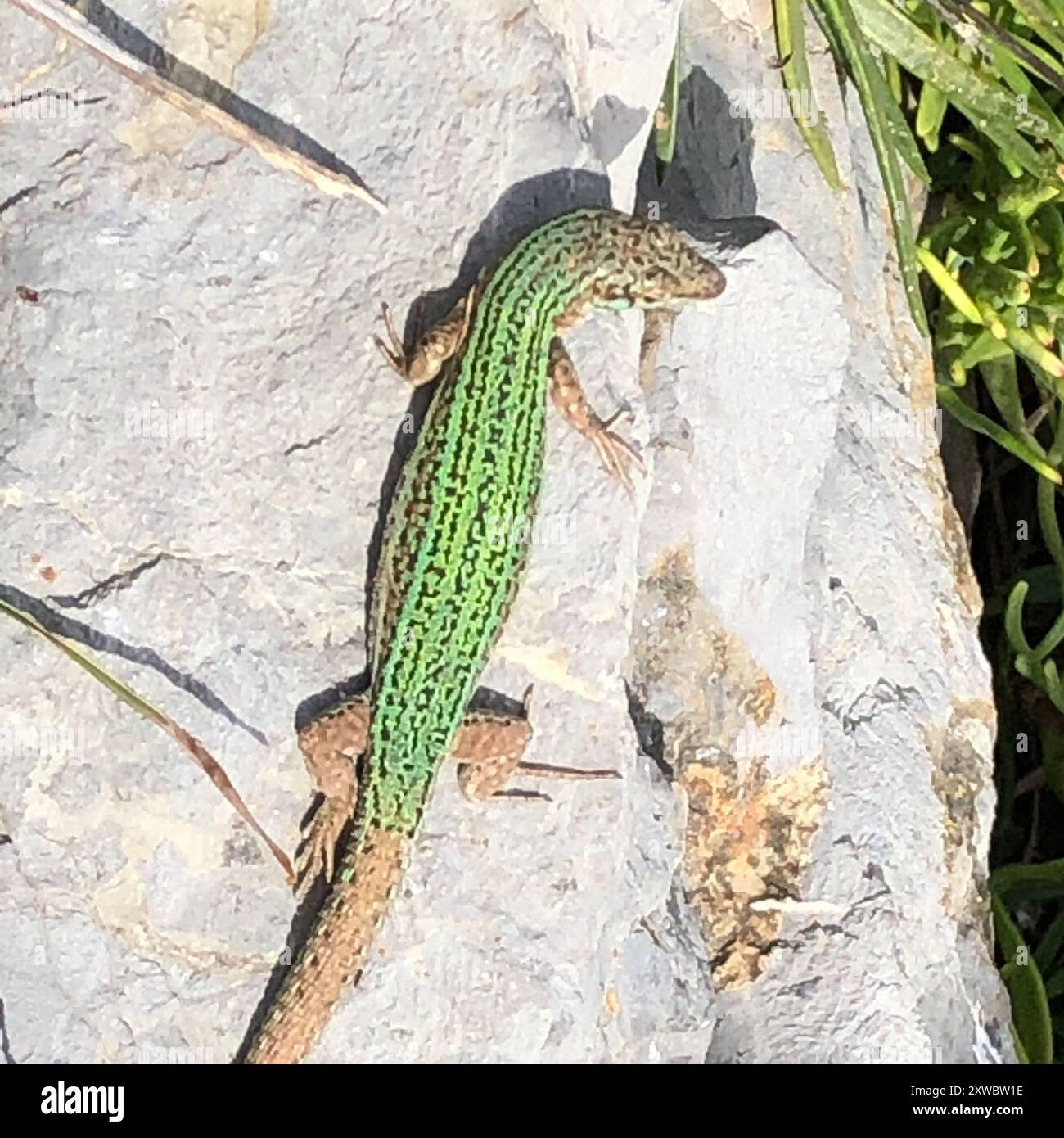 Ibiza wall lizard podarcis pityusensis hi-res stock photography and ...