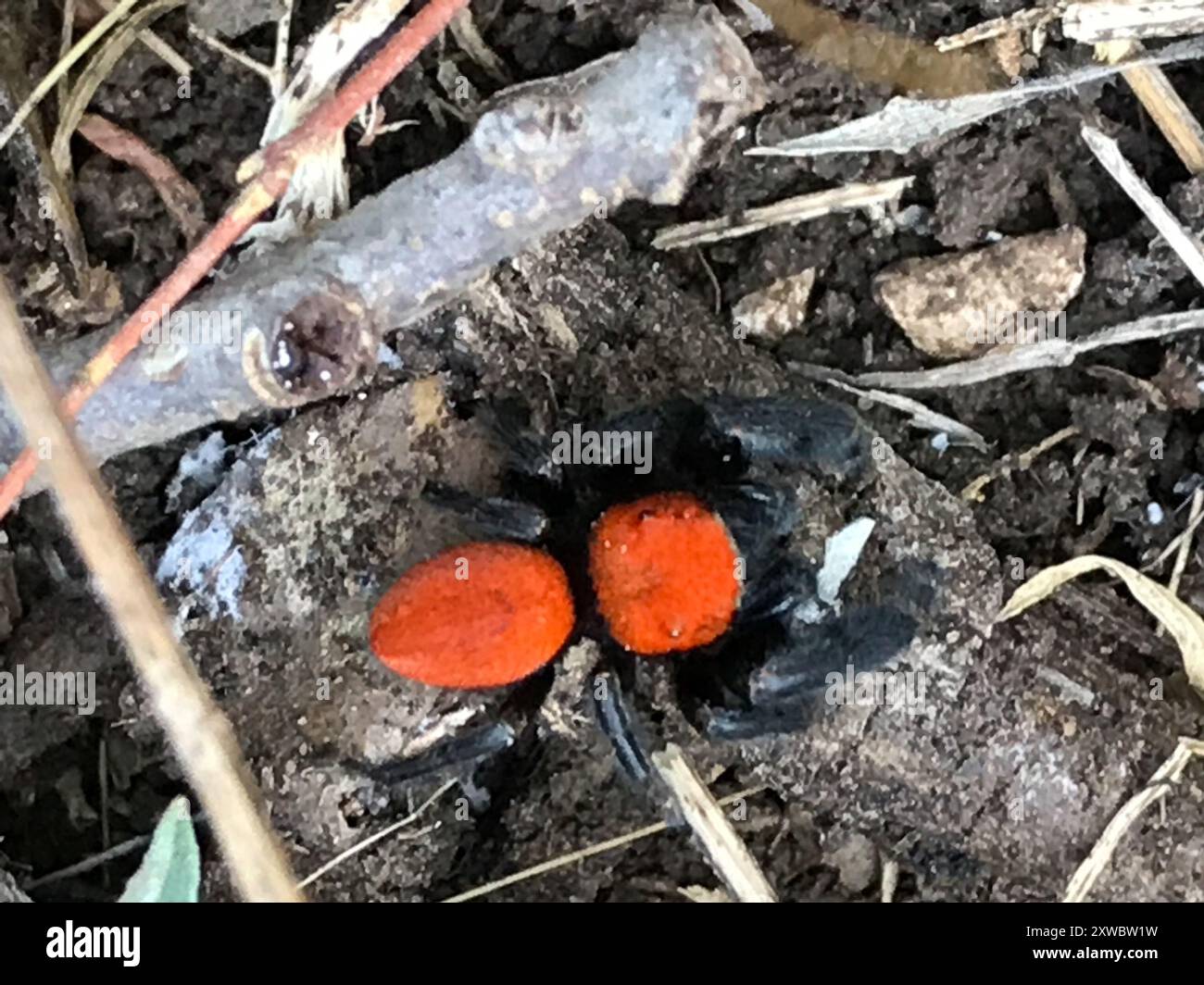 Cardinal Jumping Spider (Phidippus cardinalis) Arachnida Stock Photo ...