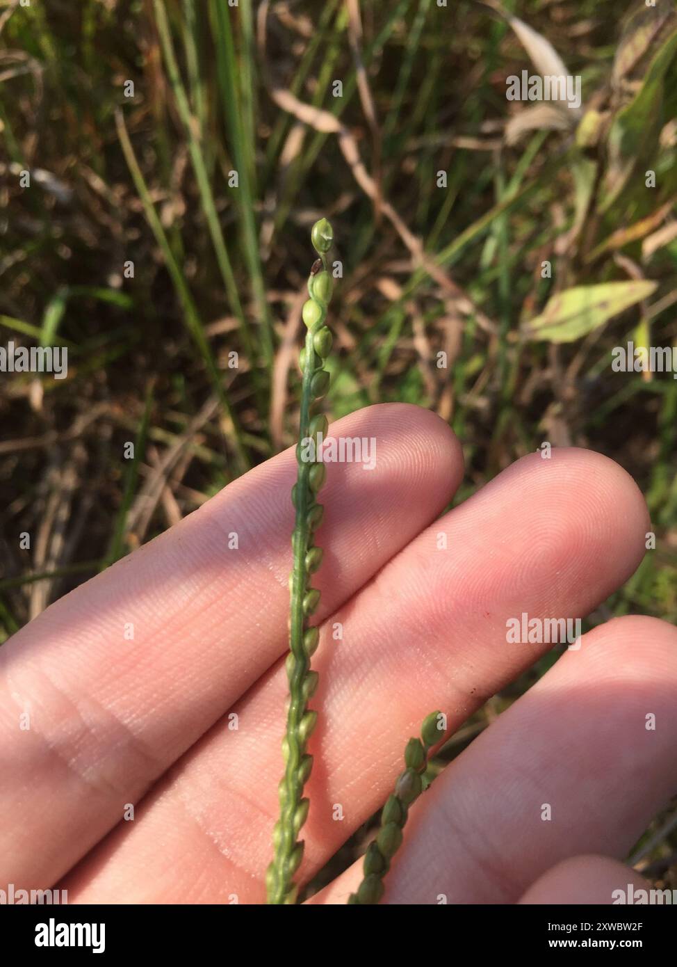 Field Paspalum (Paspalum laeve) Plantae Stock Photo - Alamy