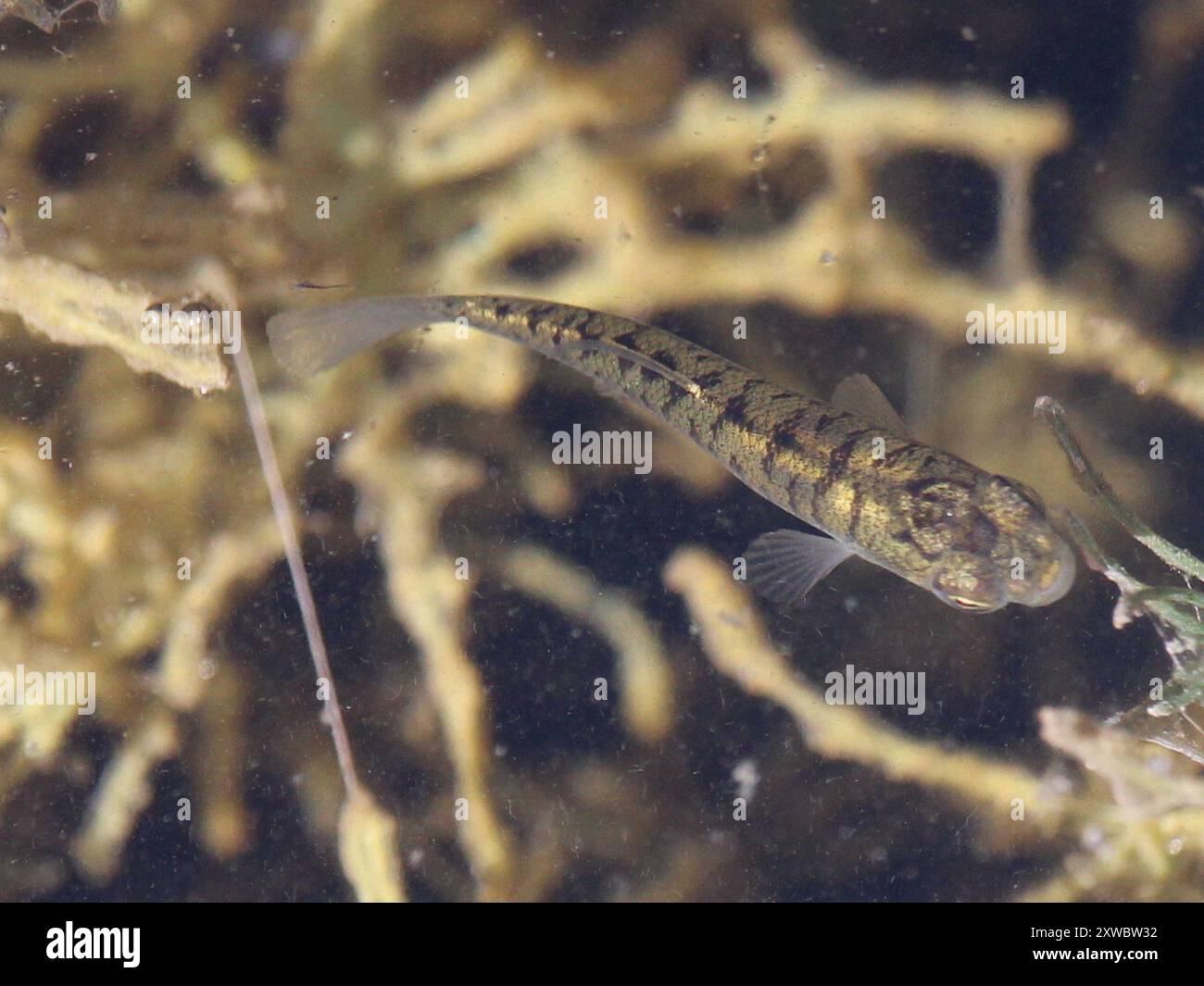 Banded Killifish (Fundulus diaphanus) Actinopterygii Stock Photo - Alamy