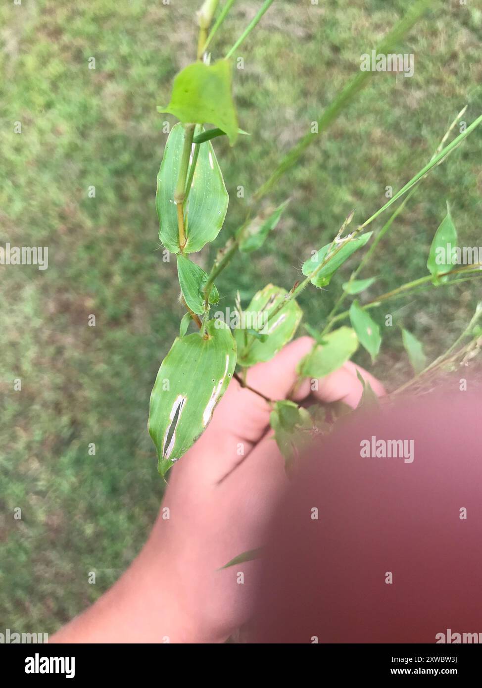small carpetgrass (Arthraxon hispidus) Plantae Stock Photo - Alamy