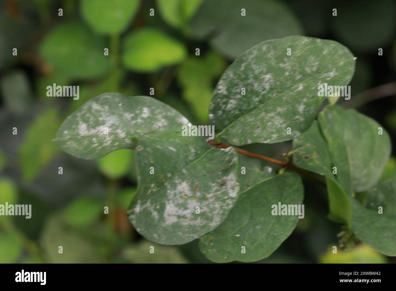 snowberry powdery mildew (Erysiphe symphoricarpi) Fungi Stock Photo - Alamy