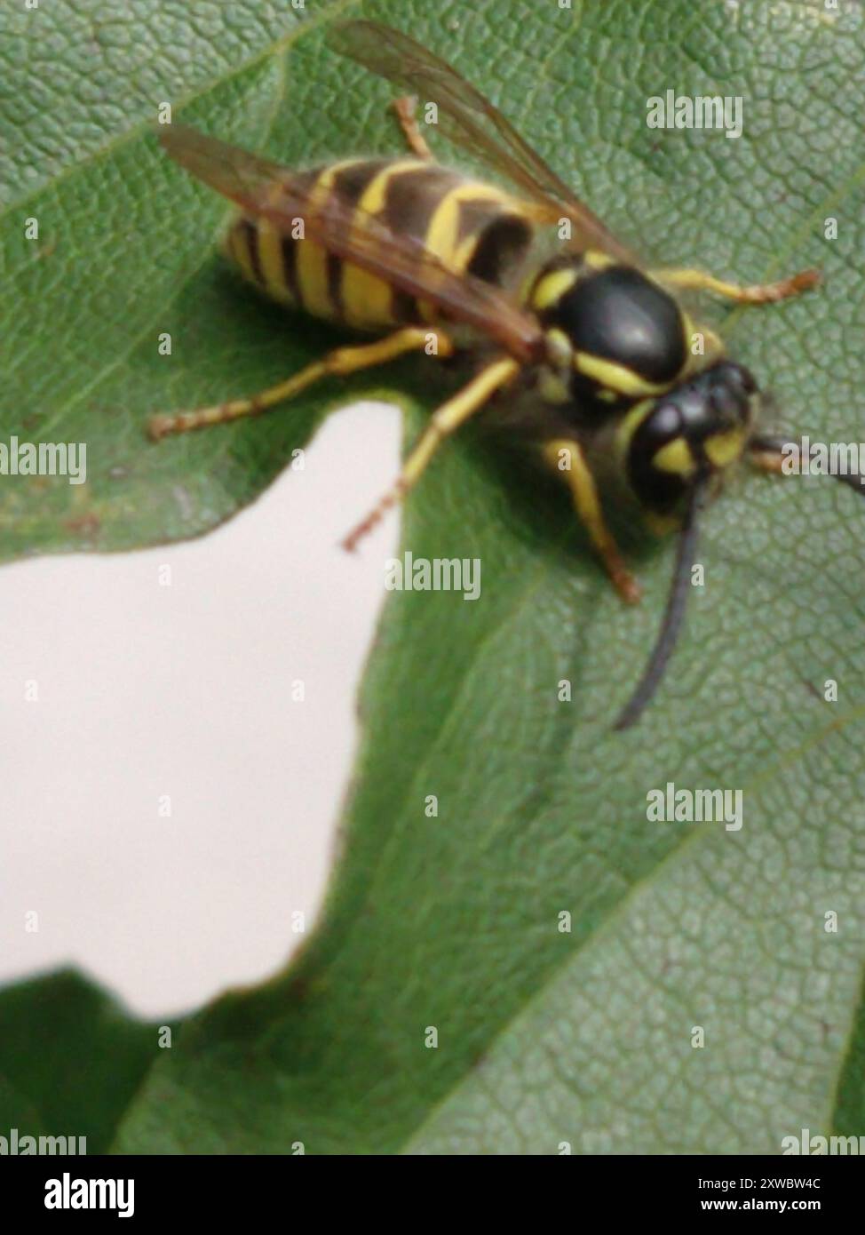 Common European Yellowjacket (Vespula vulgaris) Insecta Stock Photo - Alamy