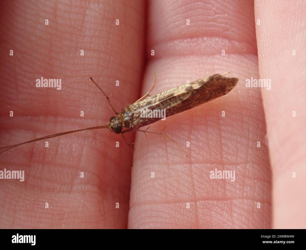 Caddisflies Trichoptera