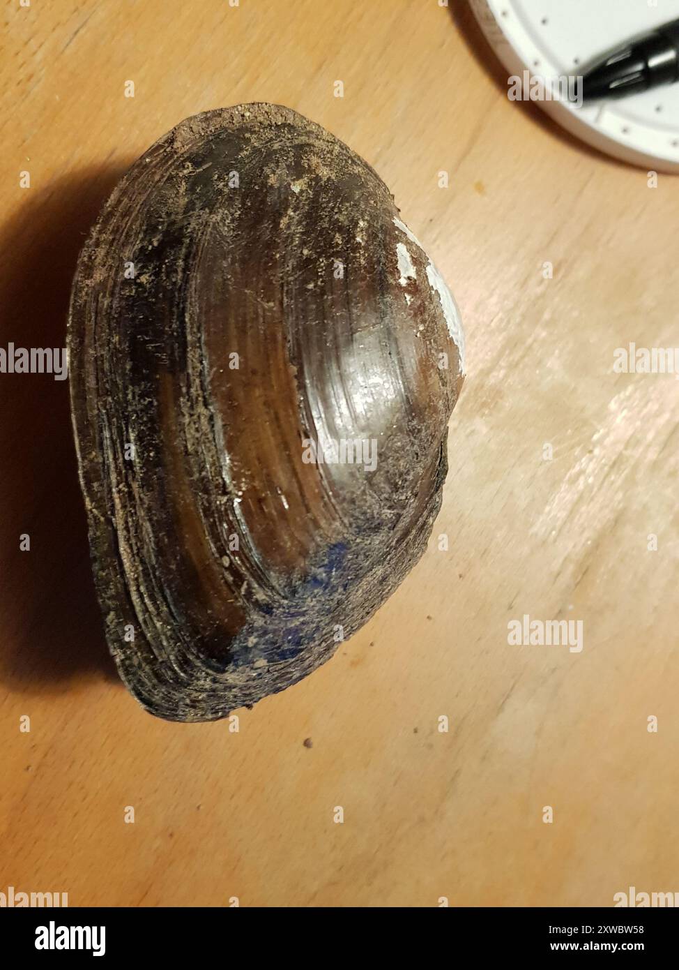 Eastern Floater (Pyganodon cataracta) Mollusca Stock Photo - Alamy