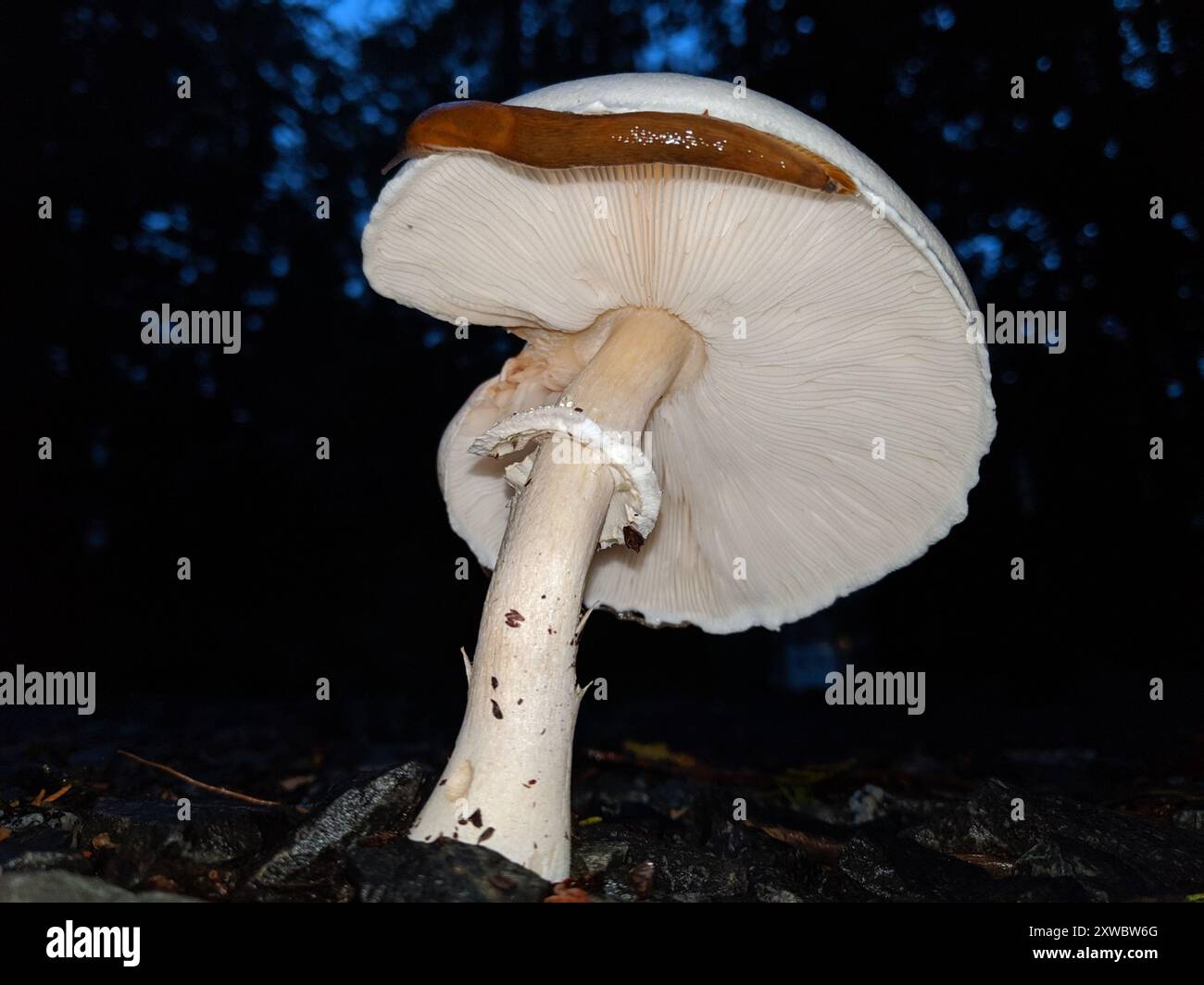 White Dapperling (Leucoagaricus leucothites) Fungi Stock Photo - Alamy