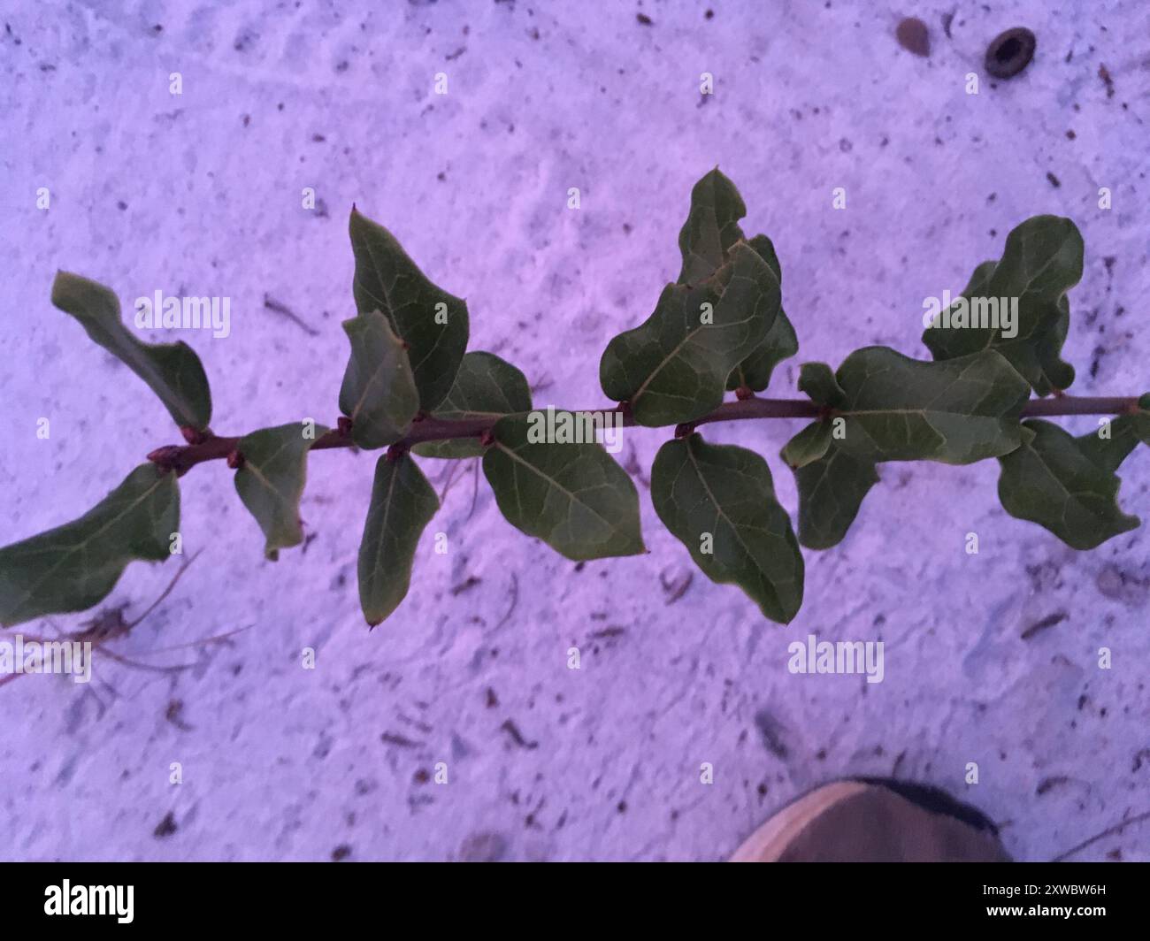 Myrtle Oak (Quercus myrtifolia) Plantae Stock Photo - Alamy