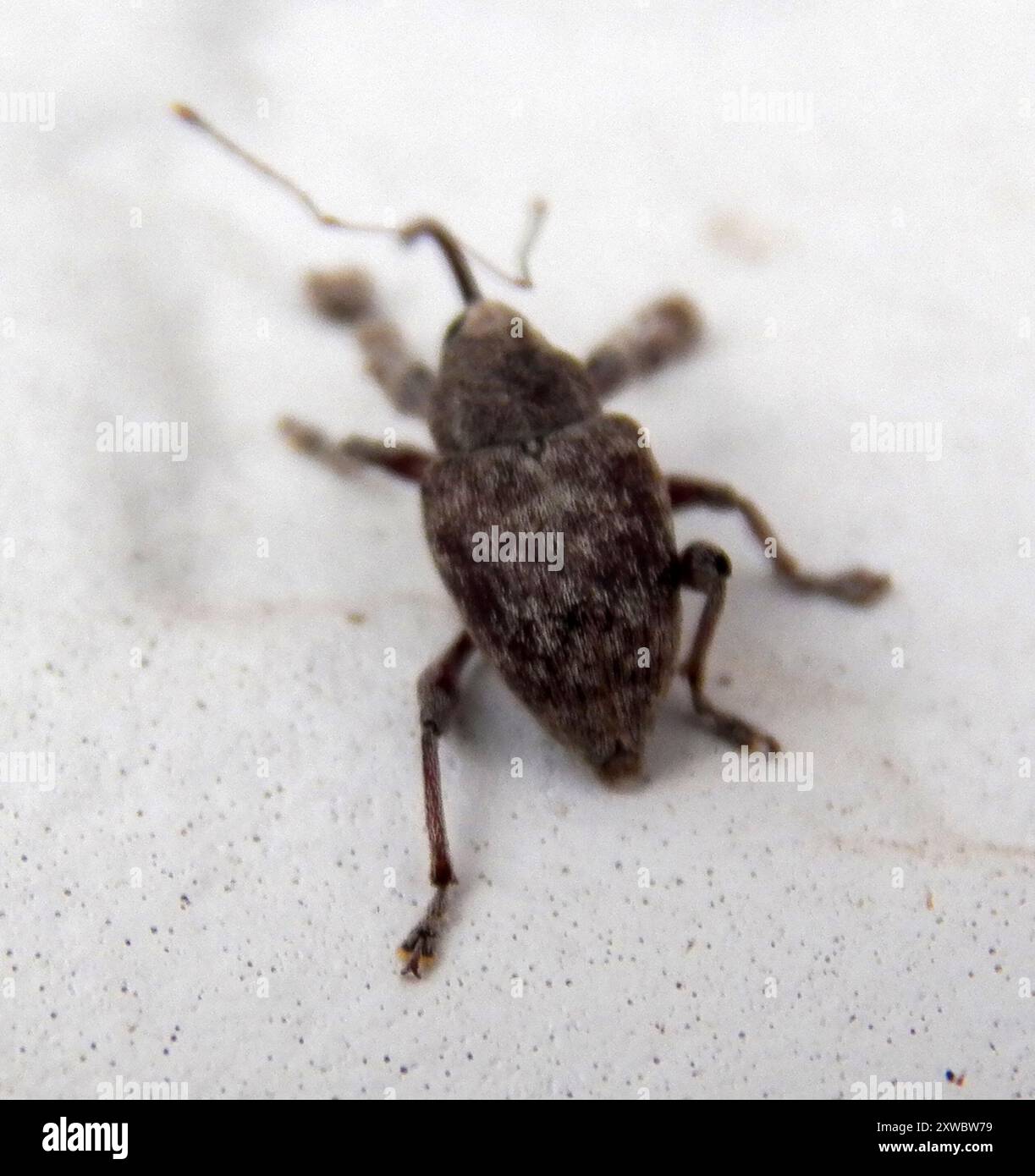 Nut and Acorn Weevils (Curculio) Insecta Stock Photo - Alamy
