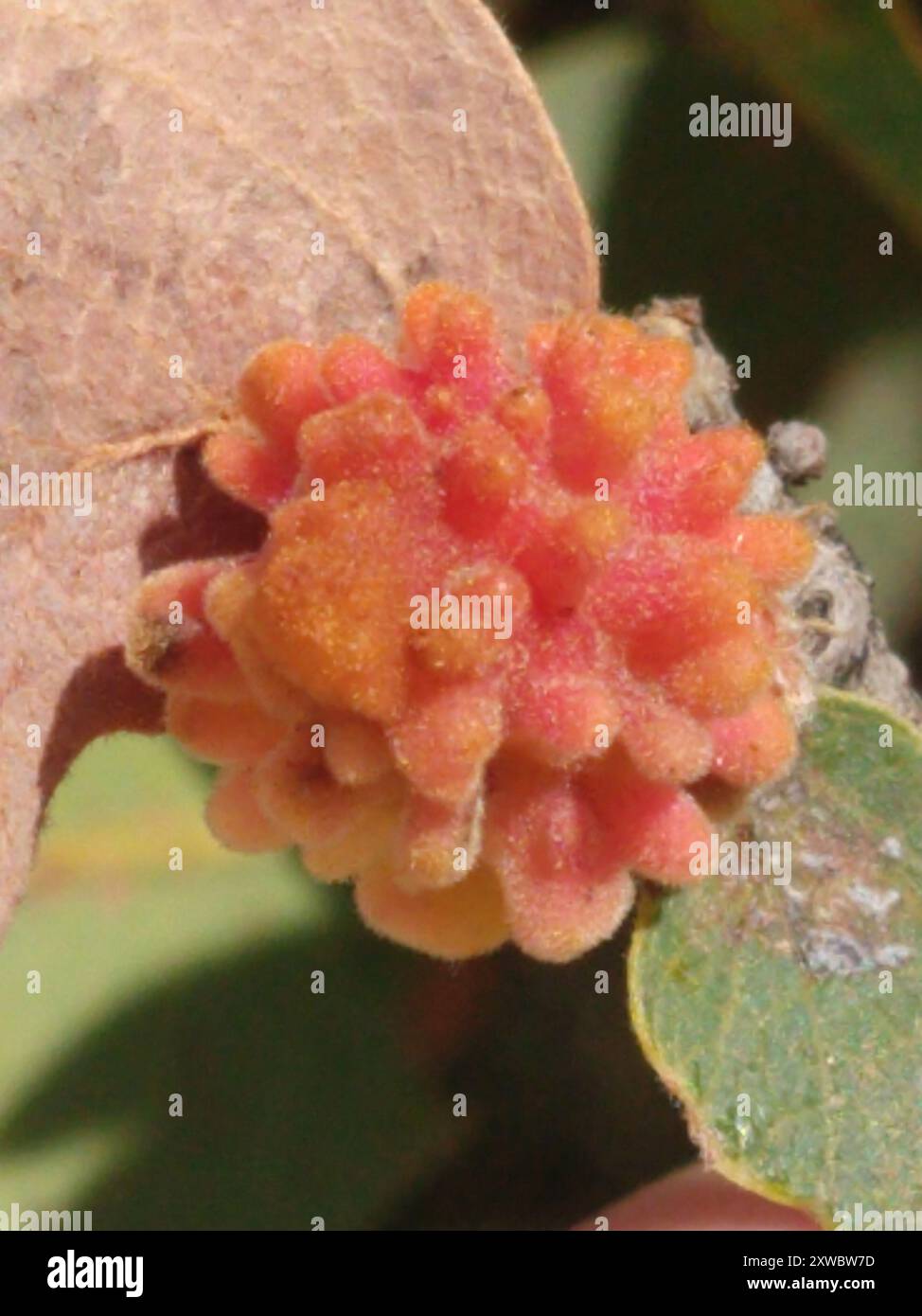 Coral Gall Wasp (Burnettweldia corallina) Insecta Stock Photo - Alamy
