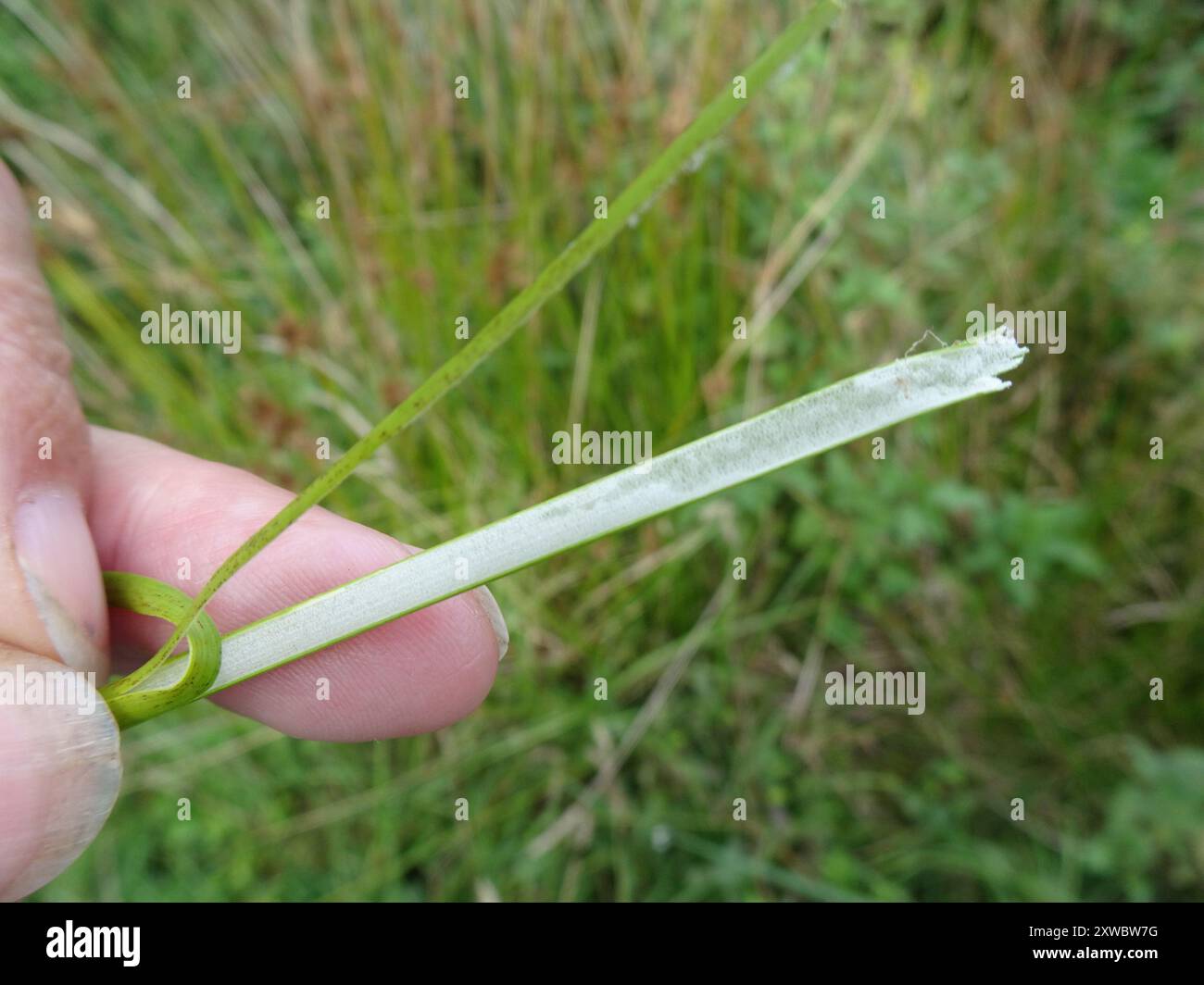 Soft Rush (Juncus effusus) Plantae Stock Photo - Alamy