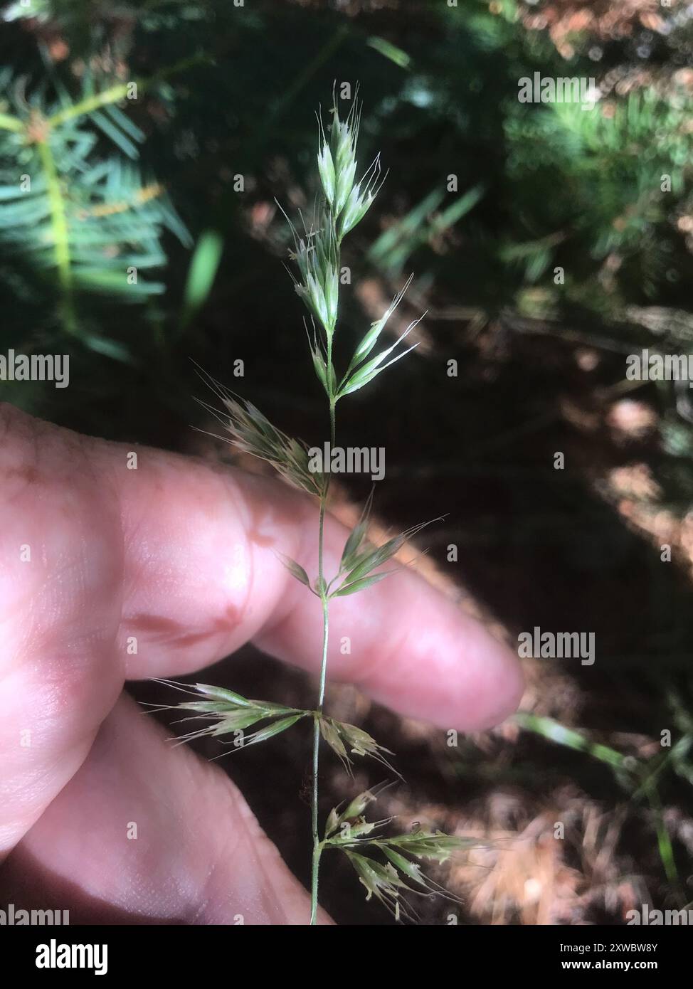 tall trisetum (Graphephorum canescens) Plantae Stock Photo - Alamy