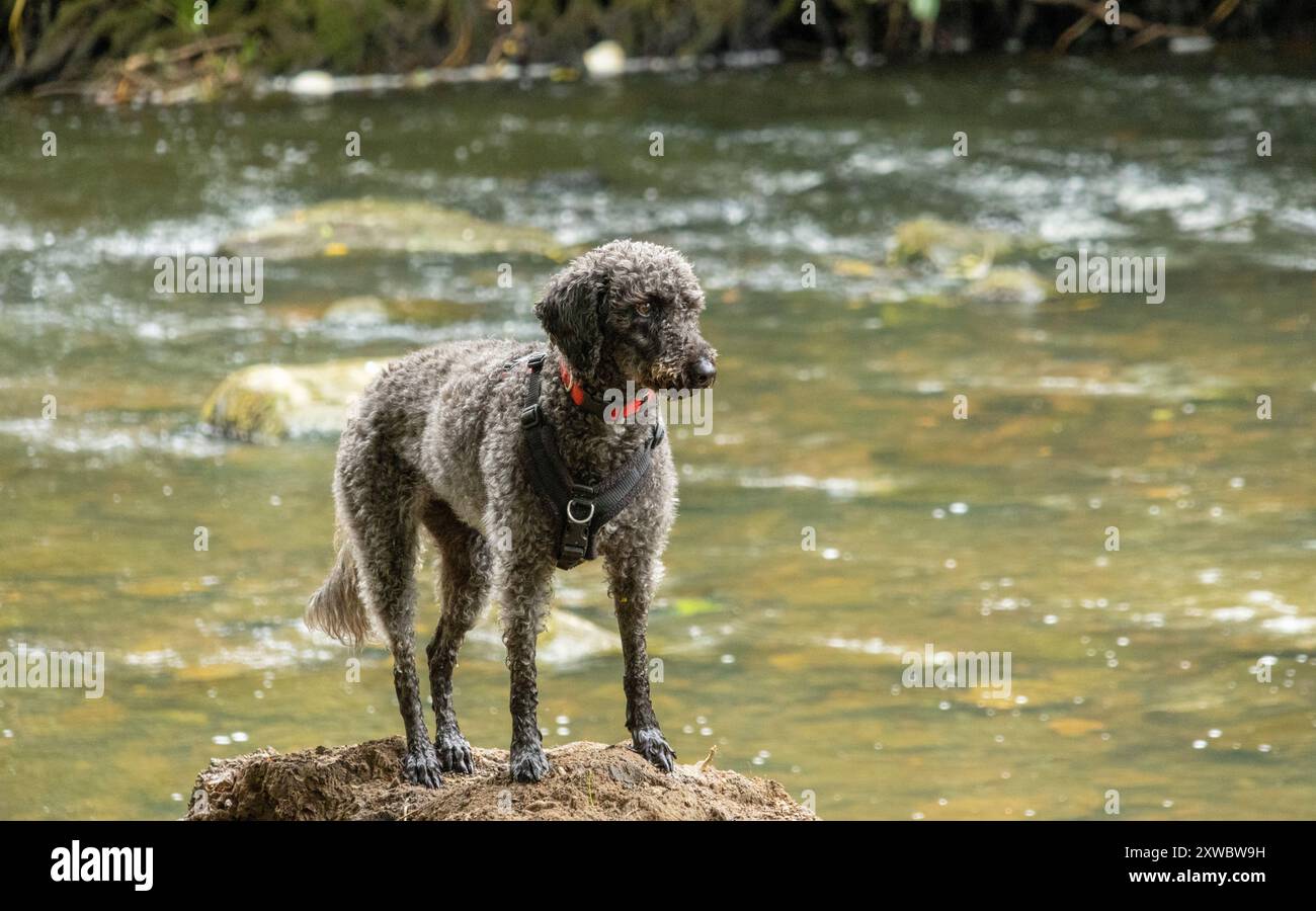 Dog standing on tree stump by river Stock Photo - Alamy