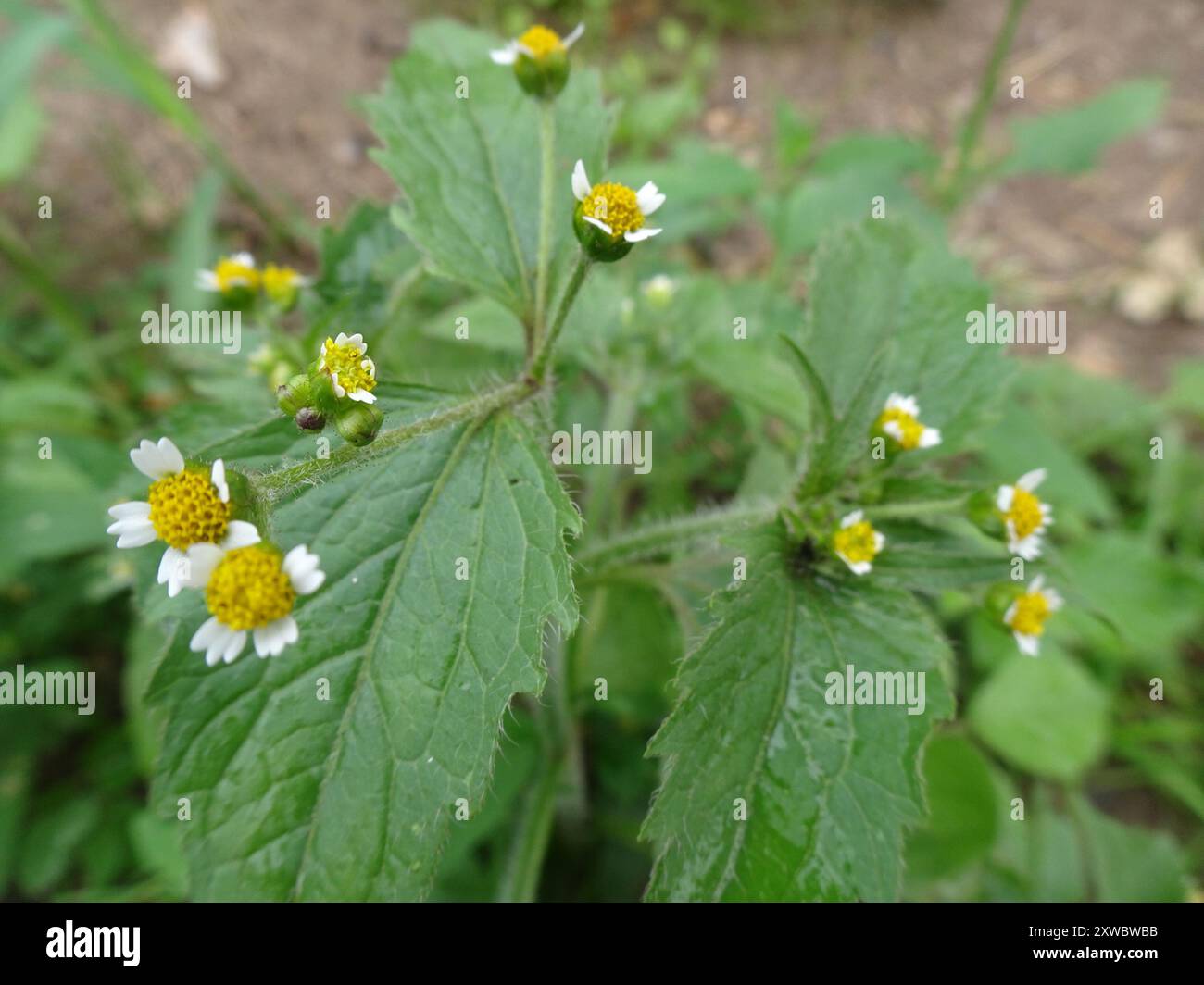 shaggy soldier (Galinsoga quadriradiata) Plantae Stock Photo - Alamy