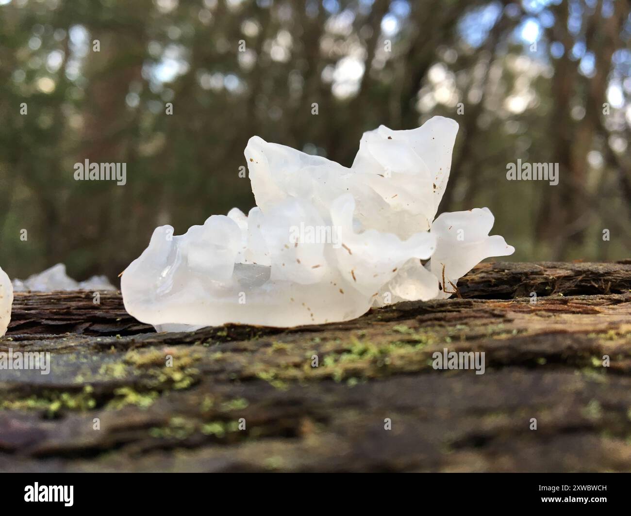 snow fungus (Tremella fuciformis) Fungi Stock Photo - Alamy