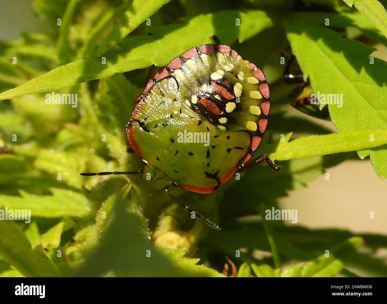 Southern Green Stink Bug (Nezara viridula) Insecta Stock Photo - Alamy