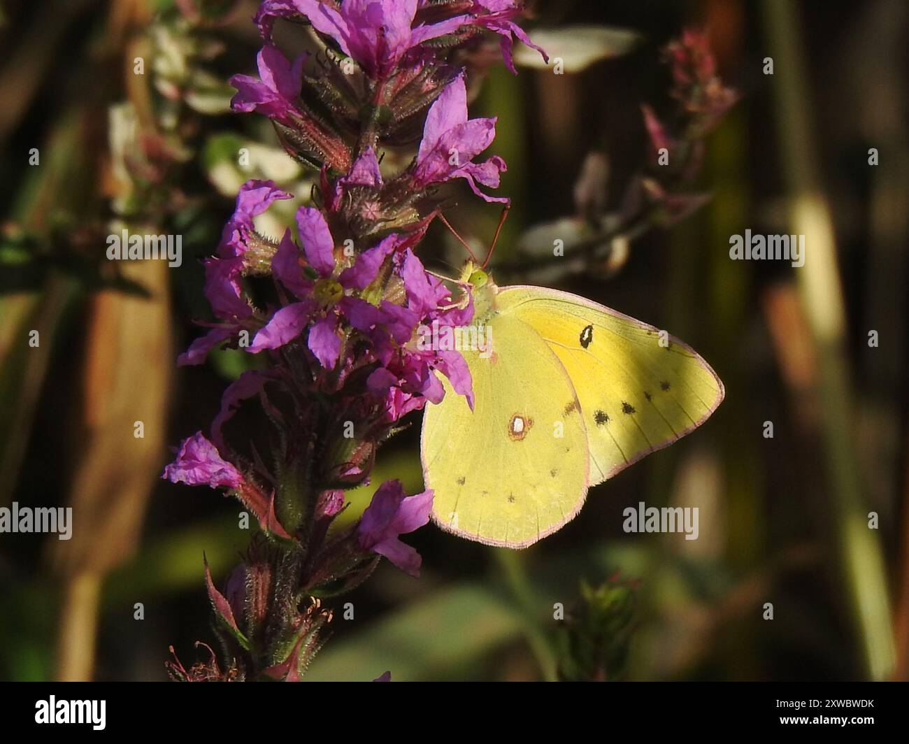 Orange Sulphur (Colias eurytheme) Insecta Stock Photo - Alamy