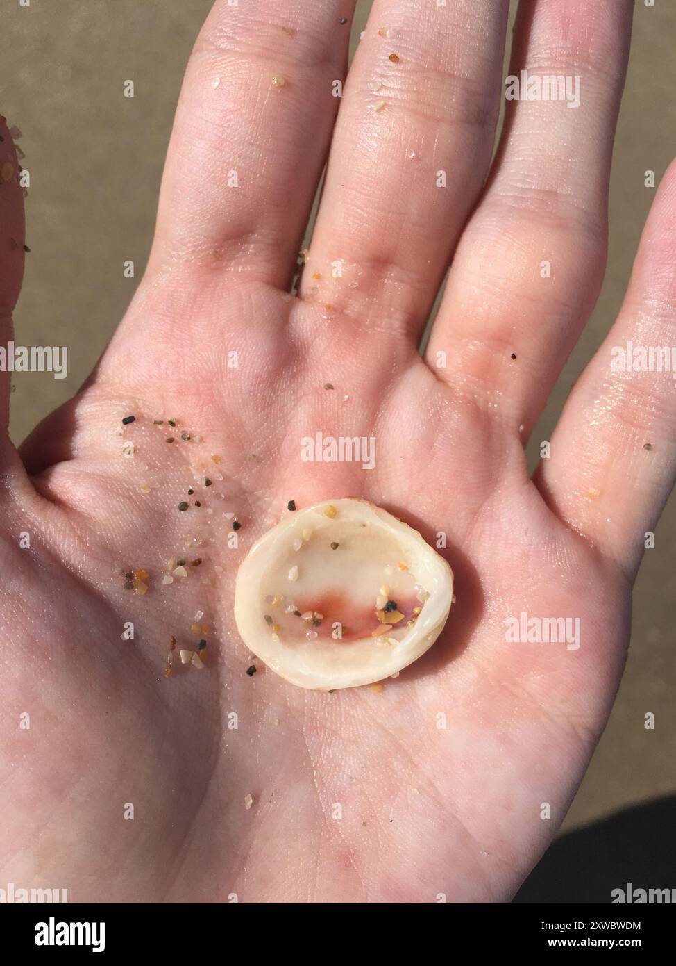 Jewel boxes (Chamidae) Mollusca Stock Photo - Alamy