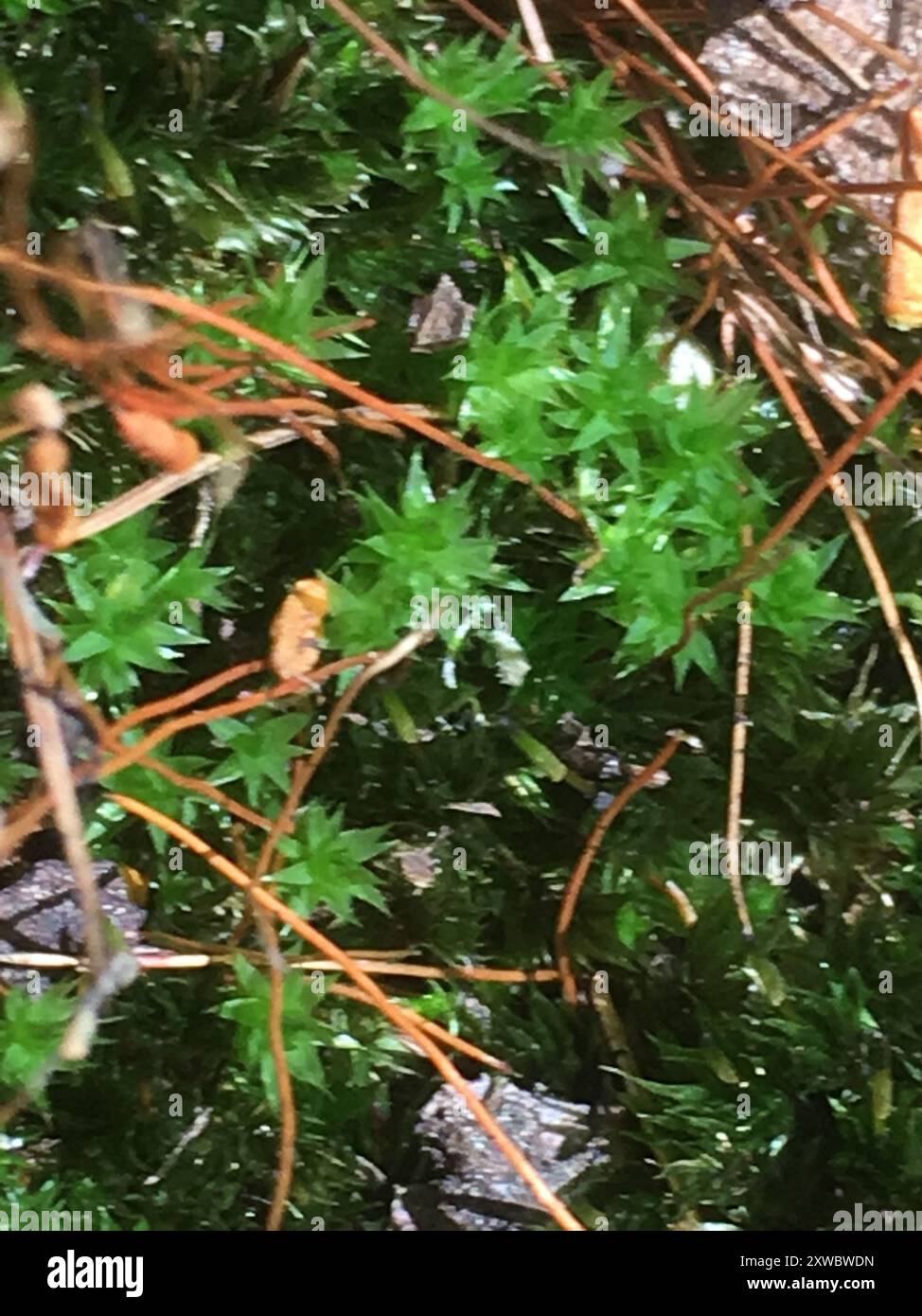 lesser smoothcap (Atrichum angustatum) Plantae Stock Photo - Alamy