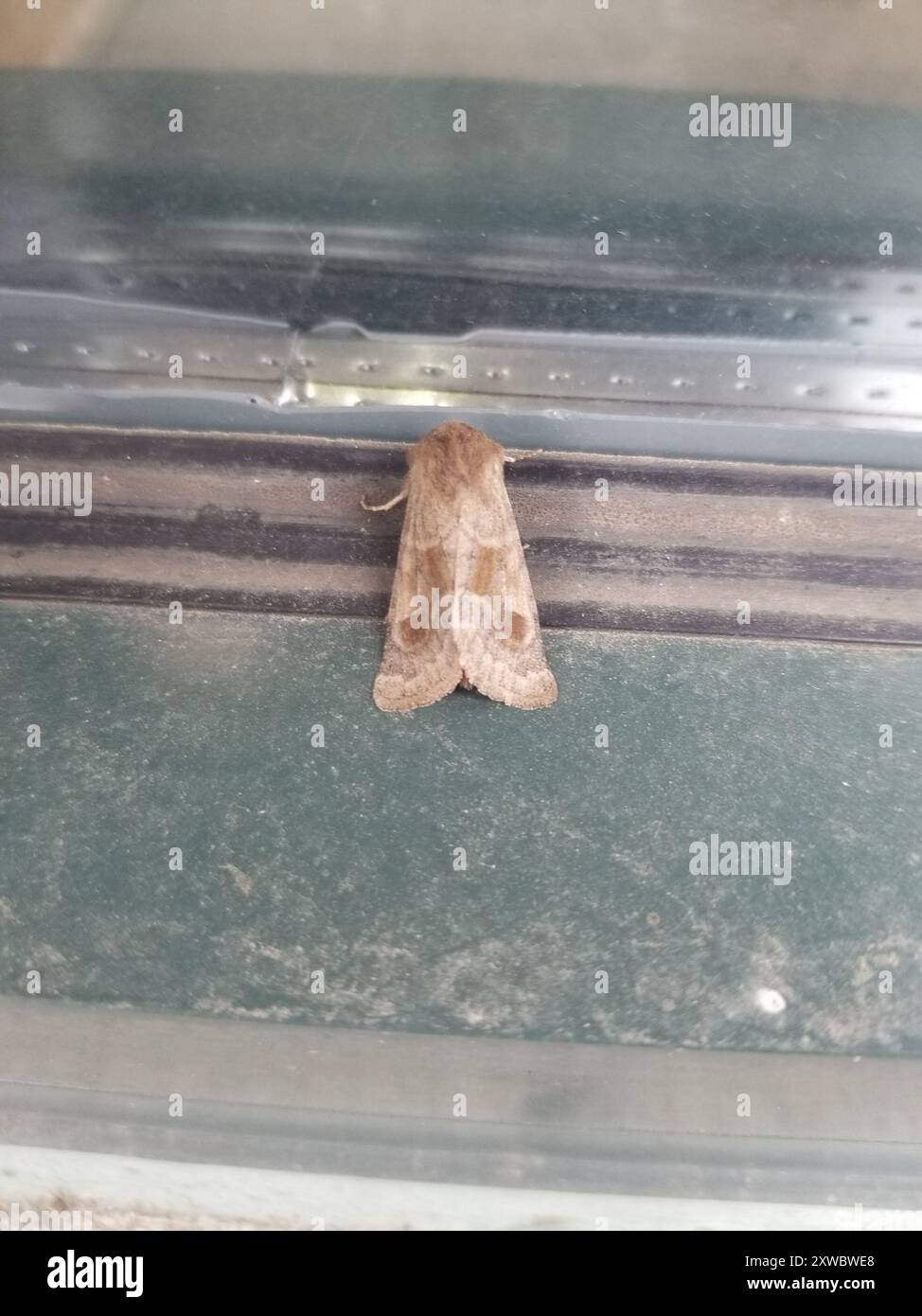 Bronzed Cutworm Moth (Nephelodes minians) Insecta Stock Photo - Alamy