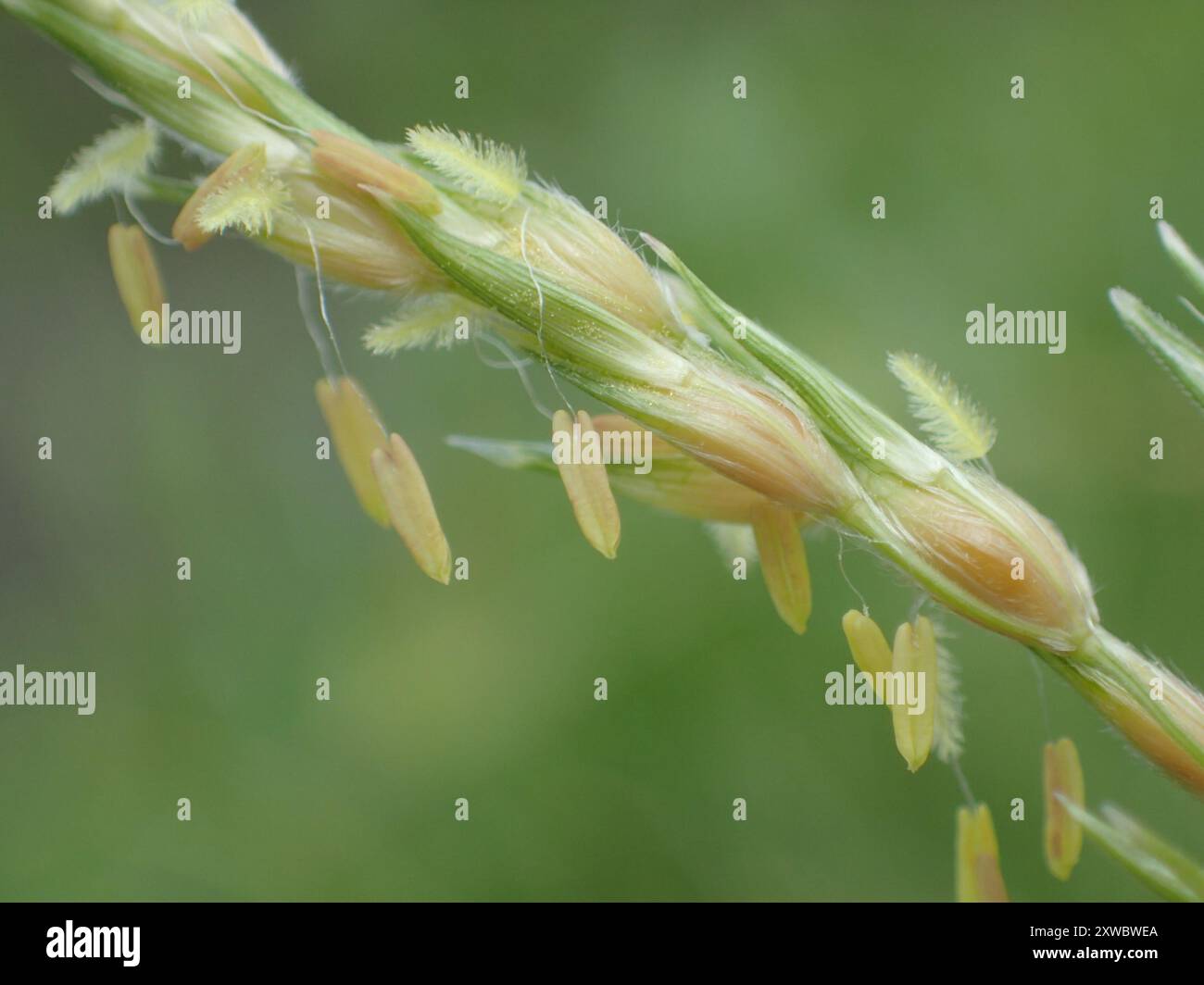 Wild Sorghum (Sorghum bicolor verticilliflorum) Plantae Stock Photo - Alamy