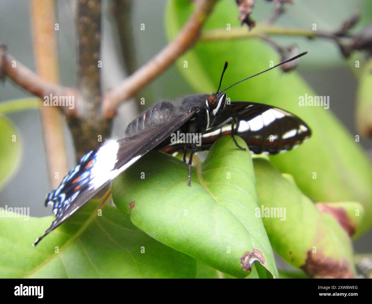 American White Admiral (Limenitis arthemis arthemis) Insecta Stock ...