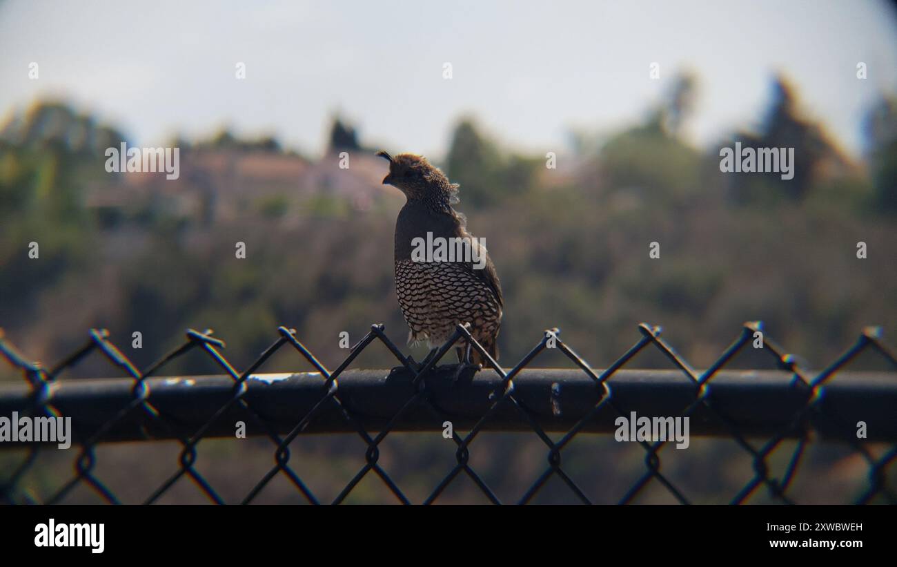 California Quail (Callipepla californica) Aves Stock Photo - Alamy