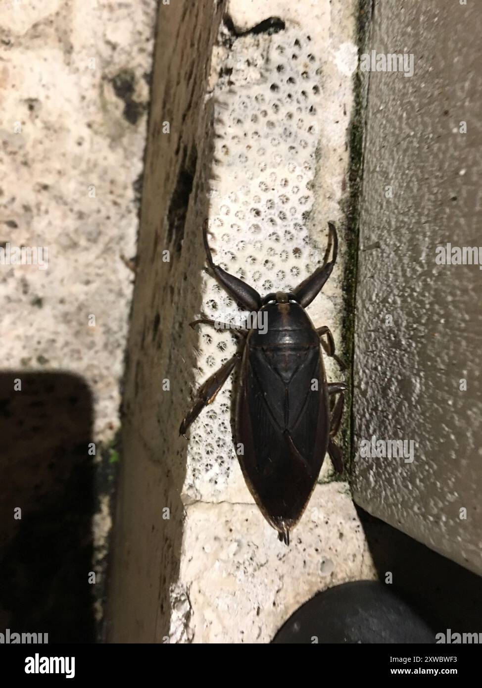 Toe biter hi-res stock photography and images - Alamy