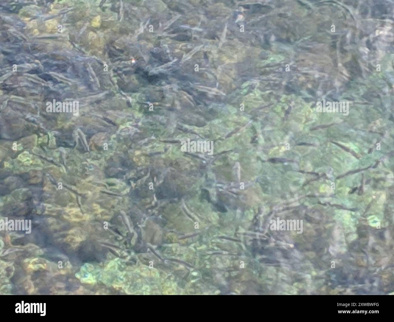 Ray-finned Fishes (Actinopterygii) Actinopterygii Stock Photo - Alamy
