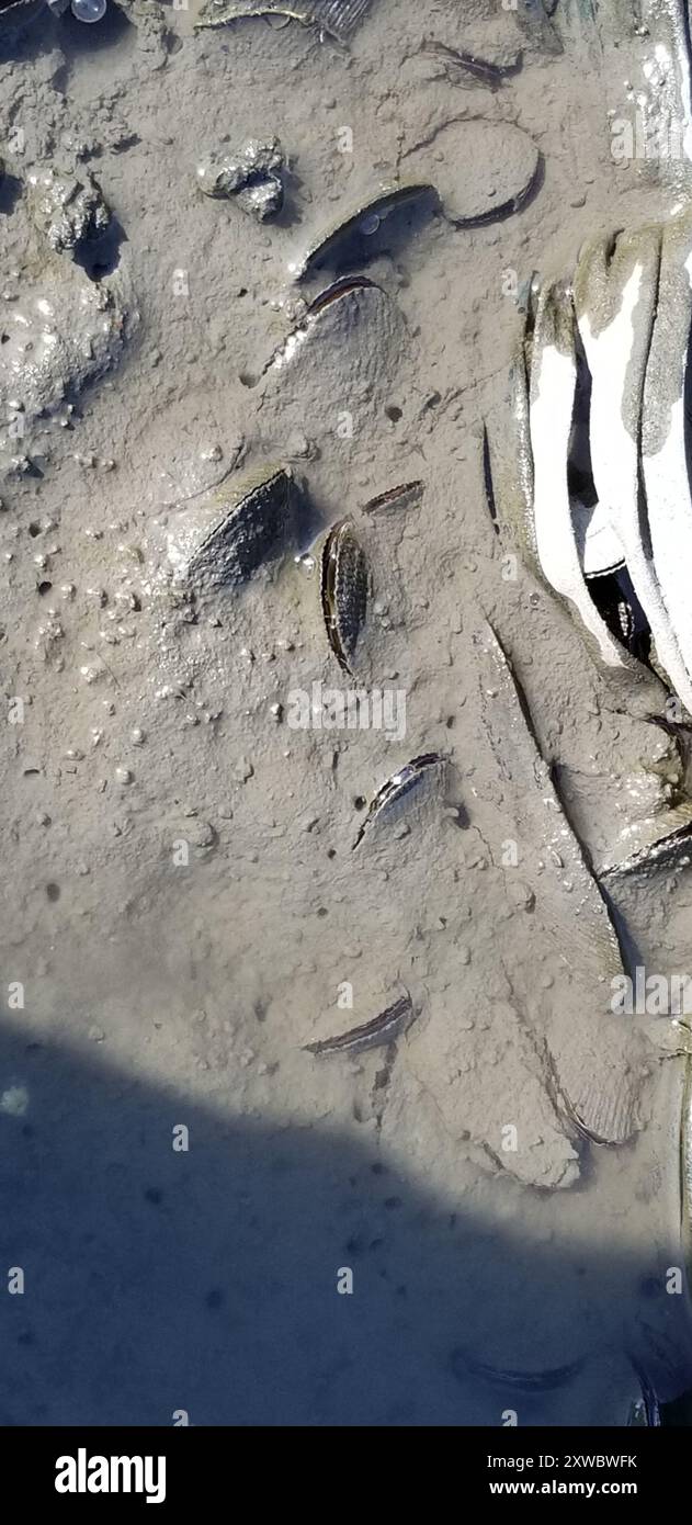 Atlantic Ribbed Mussel (Geukensia demissa) Mollusca Stock Photo - Alamy