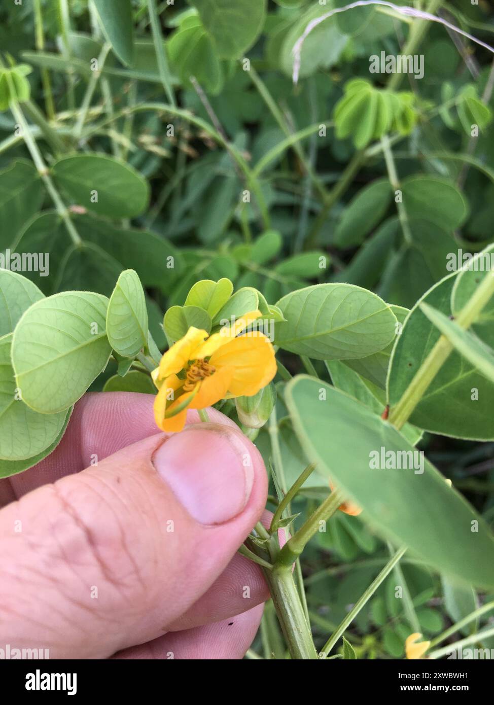 American Sicklepod (Senna obtusifolia) Plantae Stock Photo - Alamy