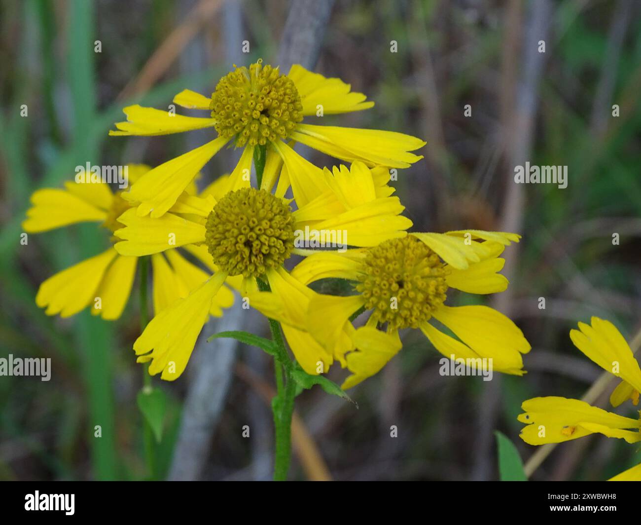 common sneezeweed (Helenium autumnale) Plantae Stock Photo - Alamy