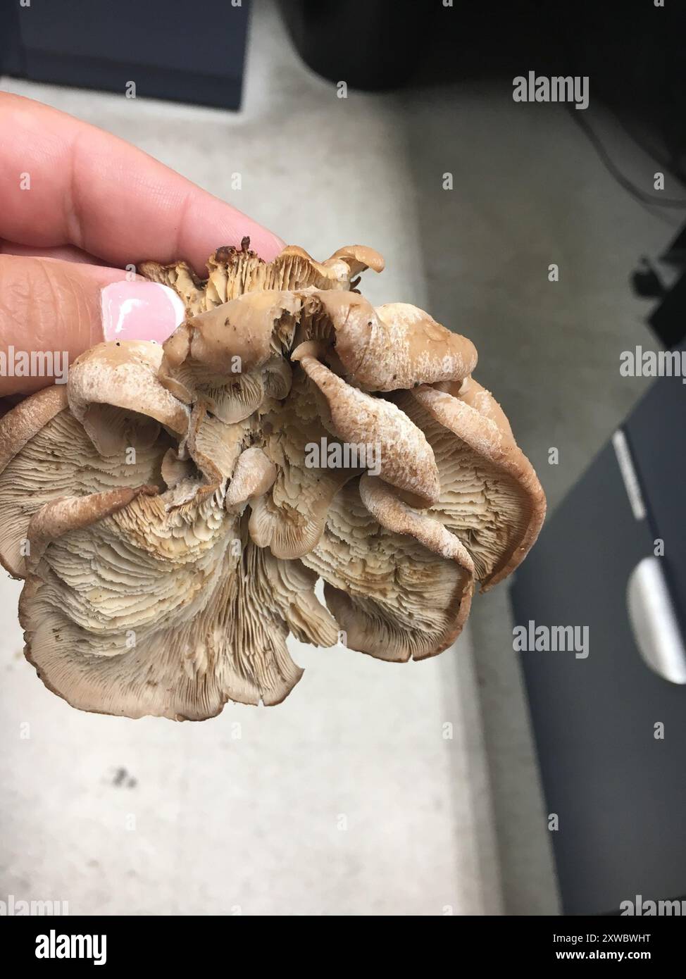bear lentinus (Lentinellus ursinus) Fungi Stock Photo - Alamy