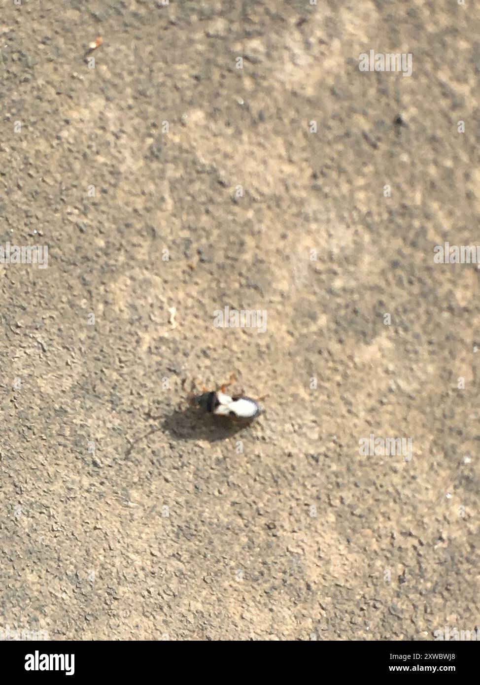 Chinch Bugs (Blissus) Insecta Stock Photo - Alamy