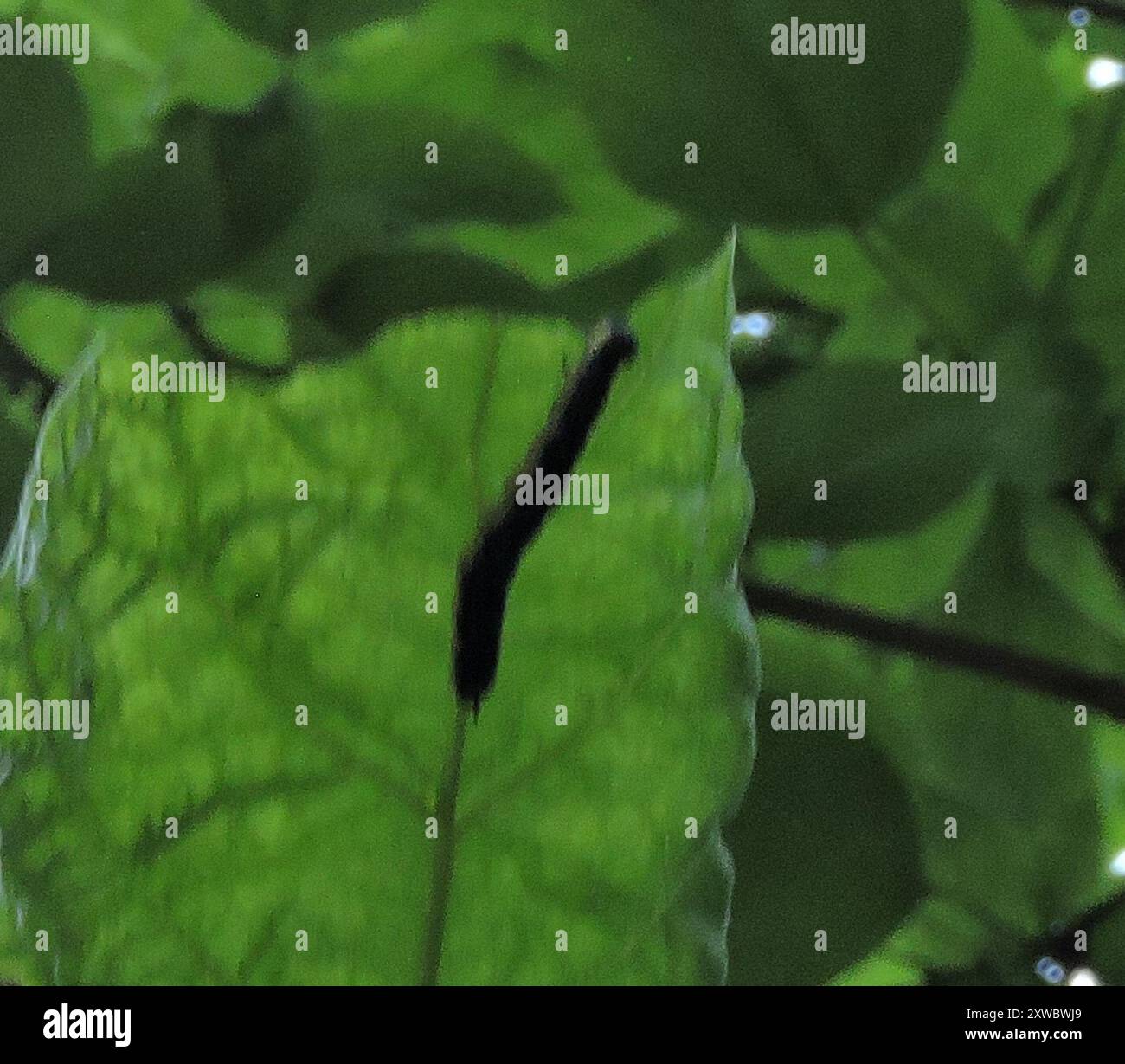 Catalpa Sphinx (Ceratomia catalpae) Insecta Stock Photo - Alamy